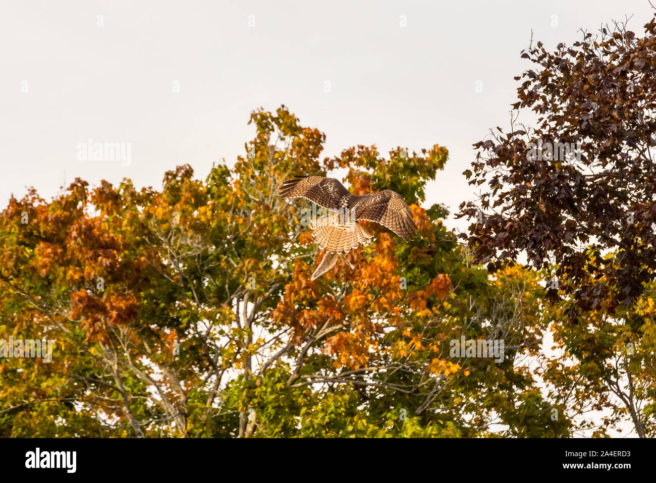 Red-tailed hawk flying away carrying the dead squirrel he just captured ...