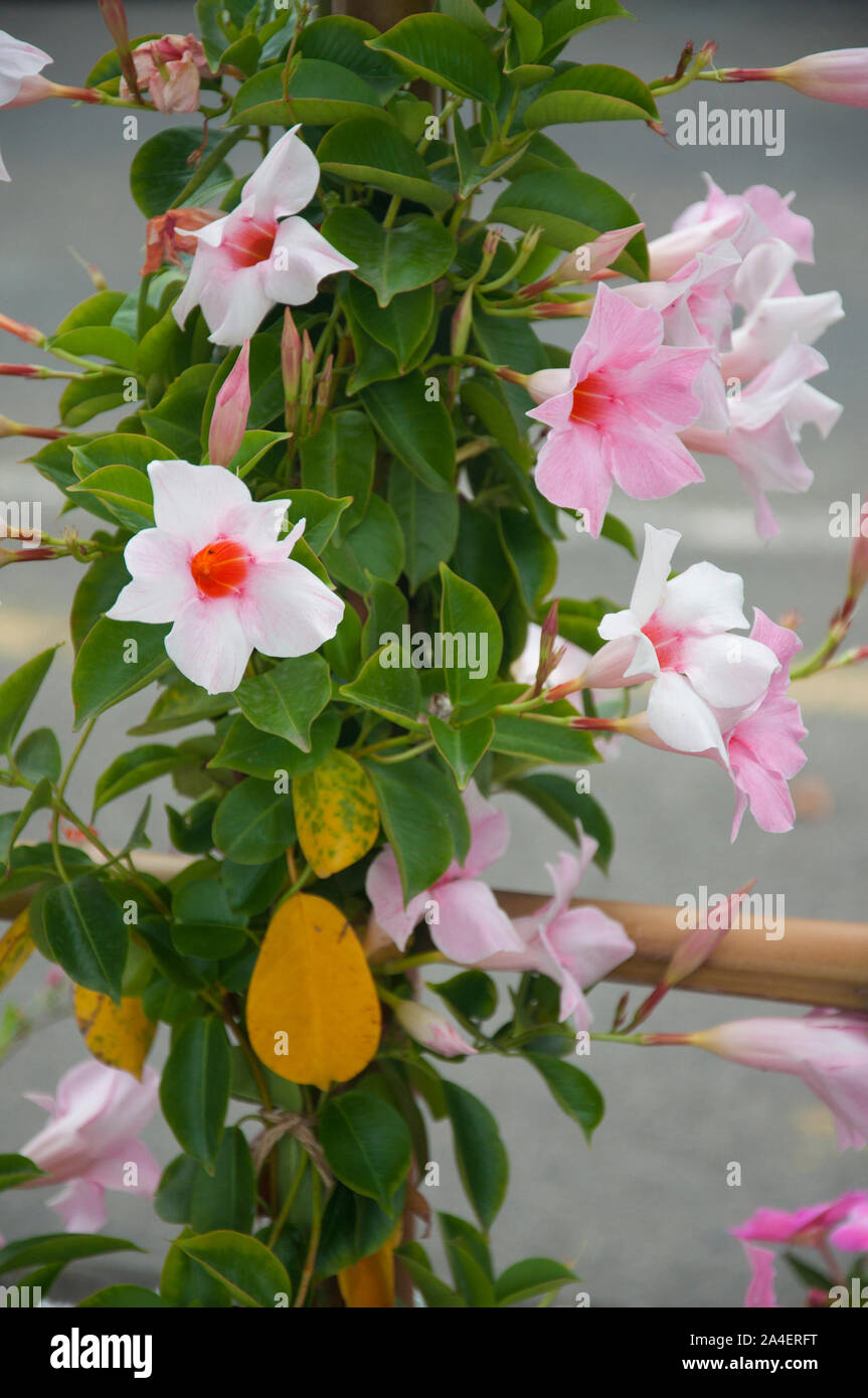 Beautiful Pink and White Ipomoea Trailing Vine in Switzerland Stock ...