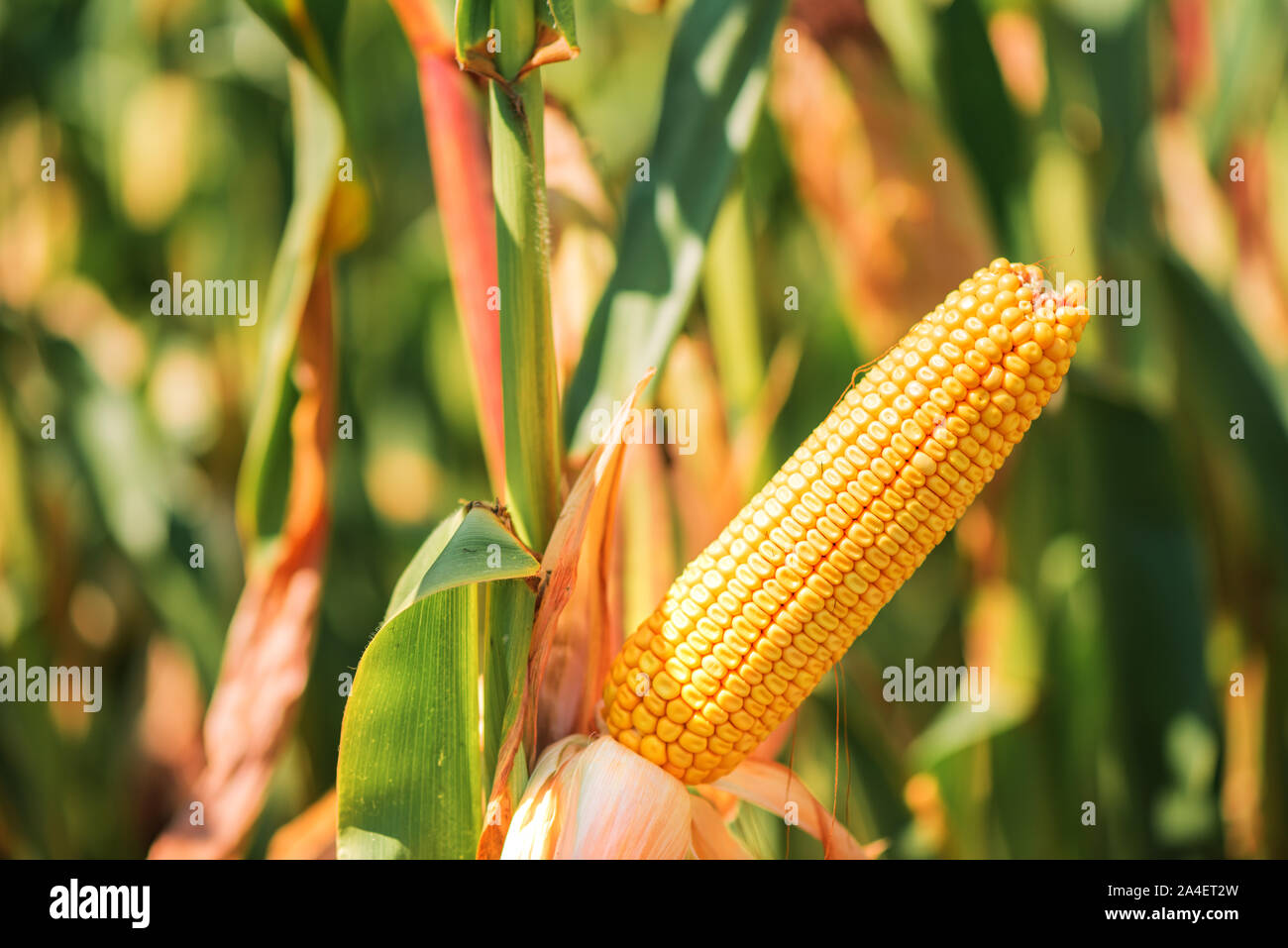 Ear of maize with ripe kernels in cultivated field is ready for harvest ...