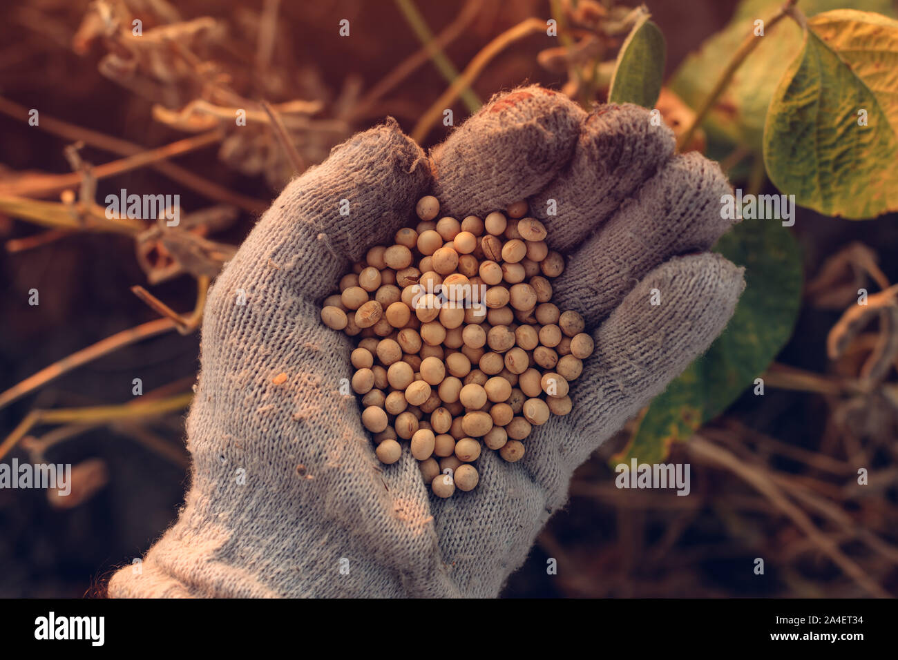 Soybean seed hi-res stock photography and images - Alamy