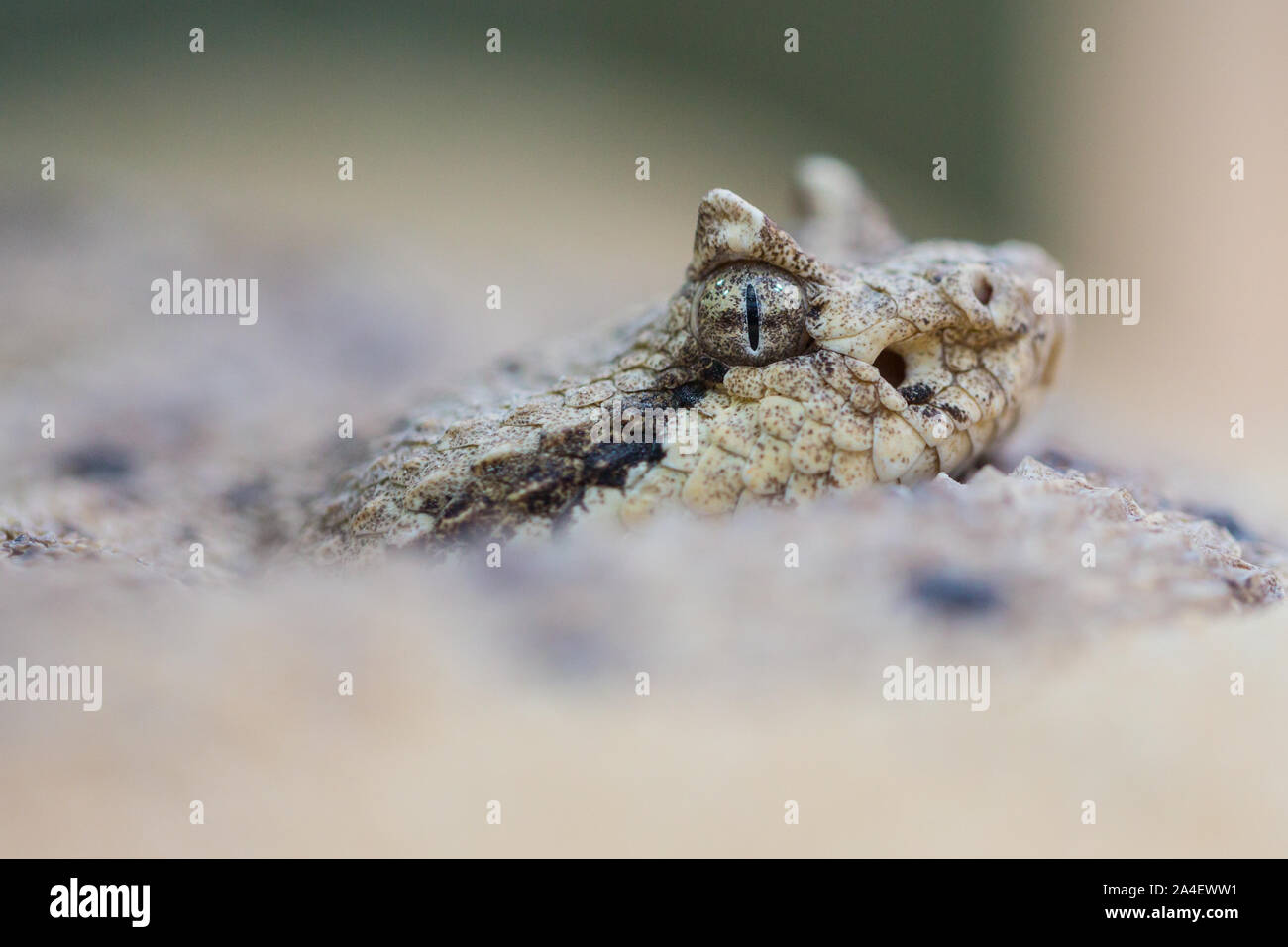 macro of natural sidewinder rattlesnake (crotalus cerastes) in sand ...