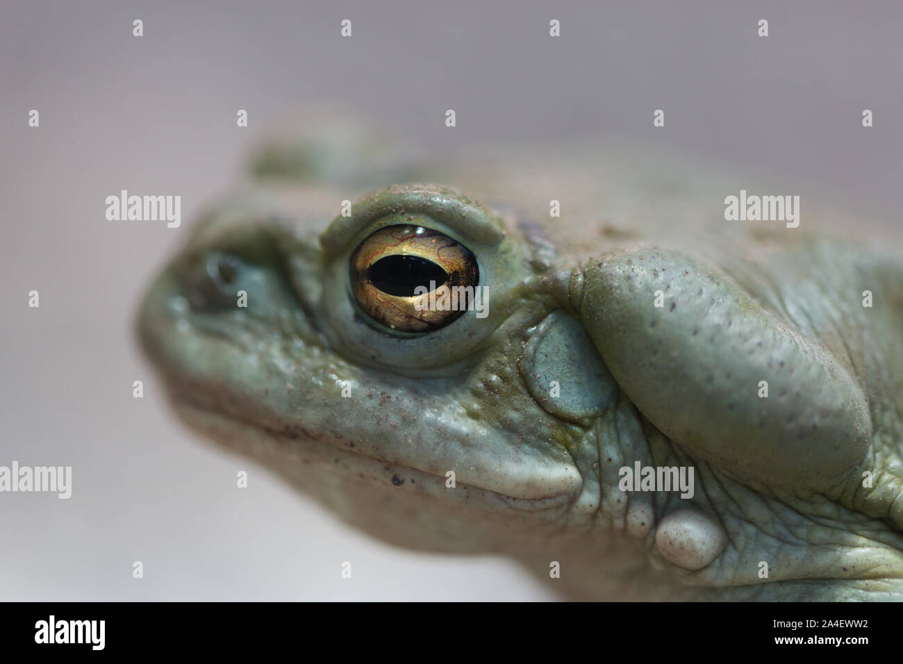 Hallucinogen frog hi-res stock photography and images - Alamy