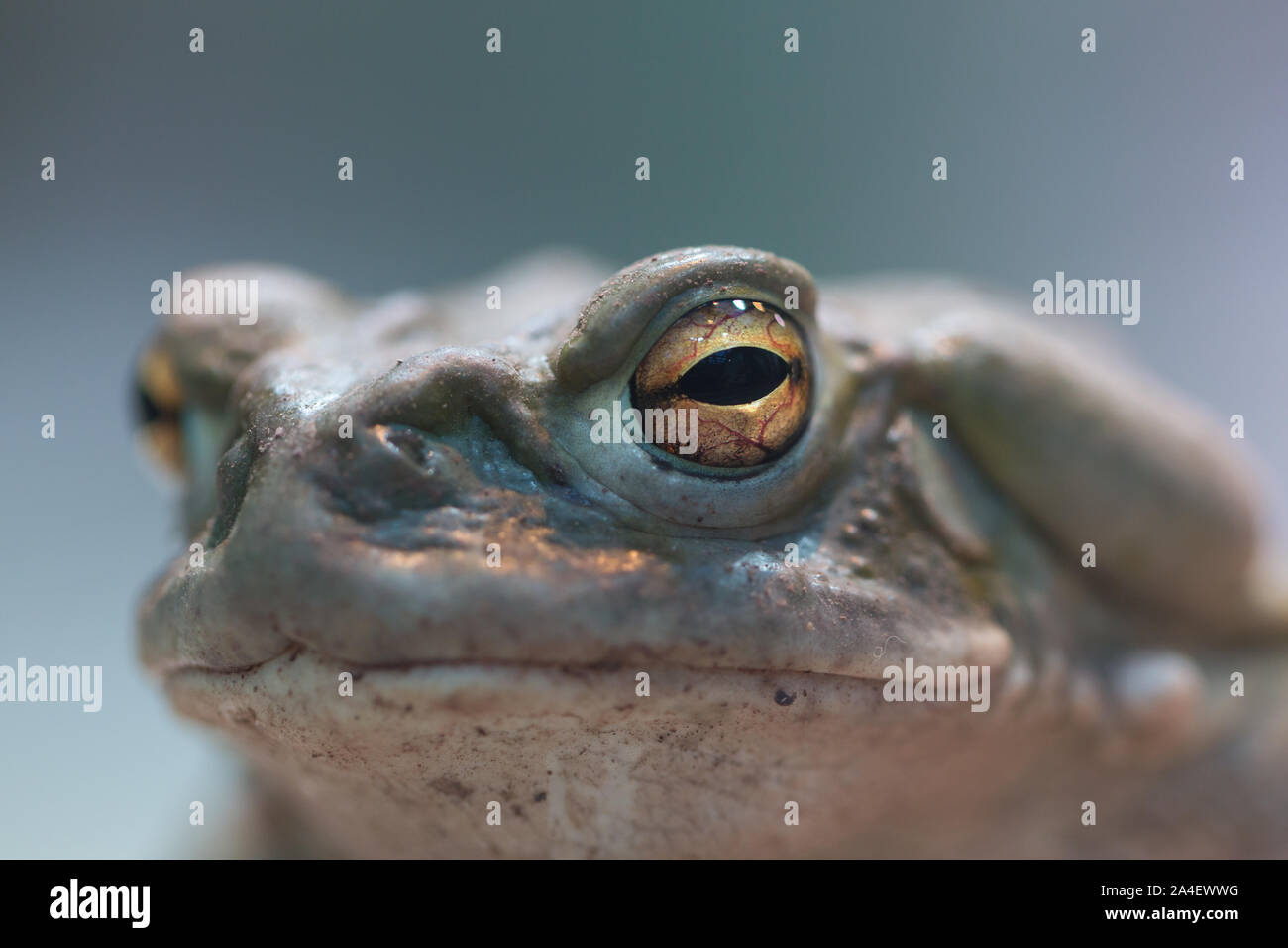 Colorado River Toad High Resolution Stock Photography and Images - Alamy