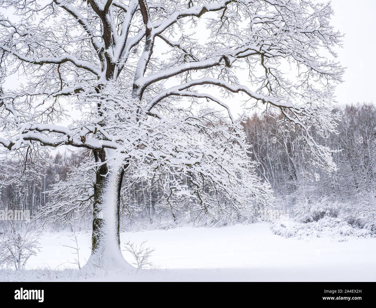 Out for wintry walk hi-res stock photography and images - Alamy