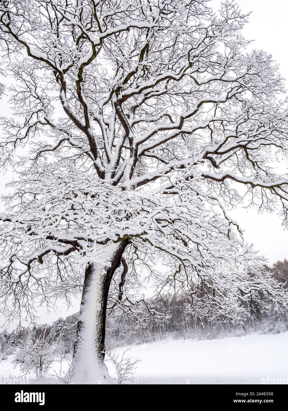 Out for wintry walk hi-res stock photography and images - Alamy