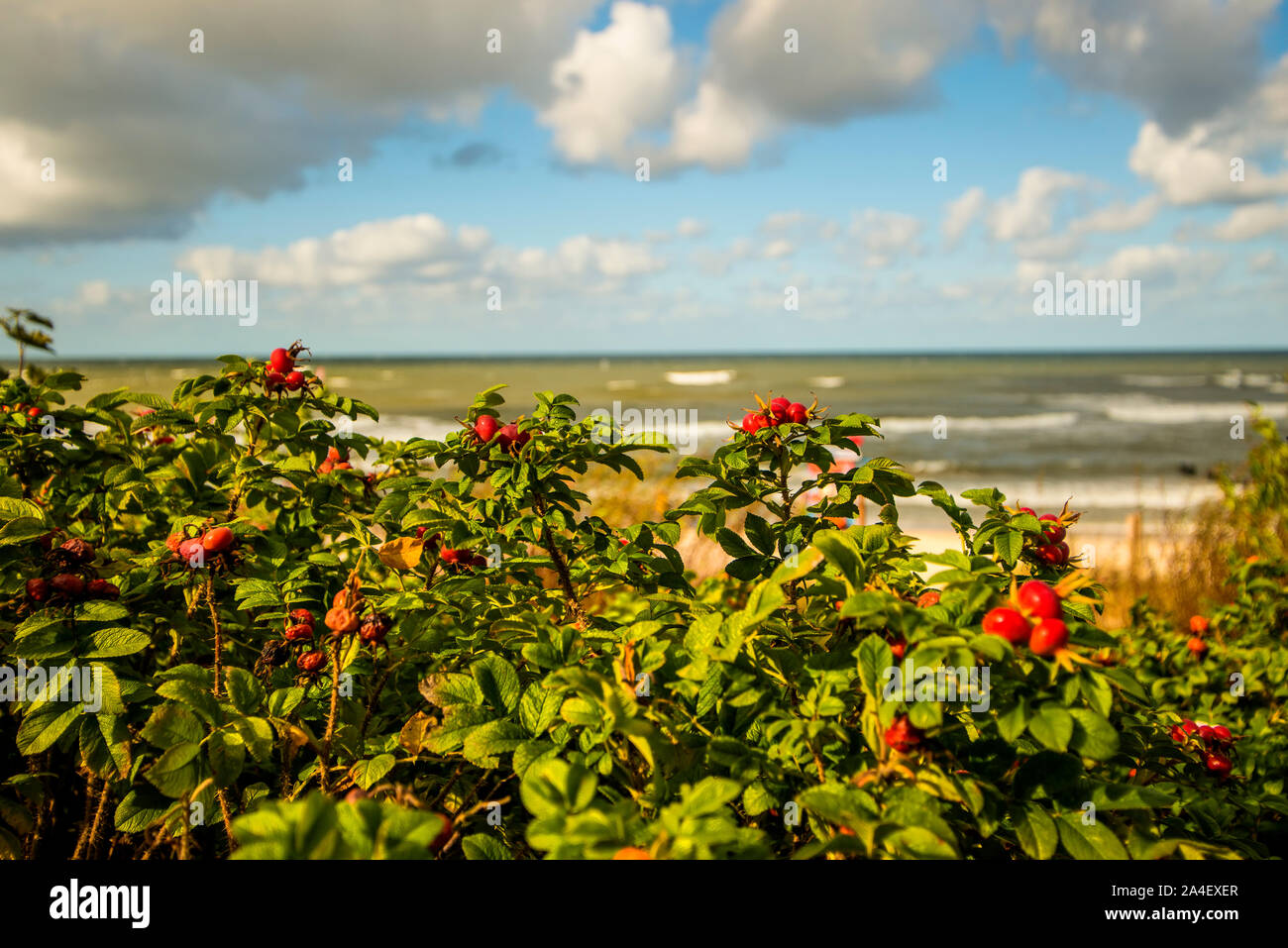 Roses red sea coast hi-res stock photography and images - Alamy