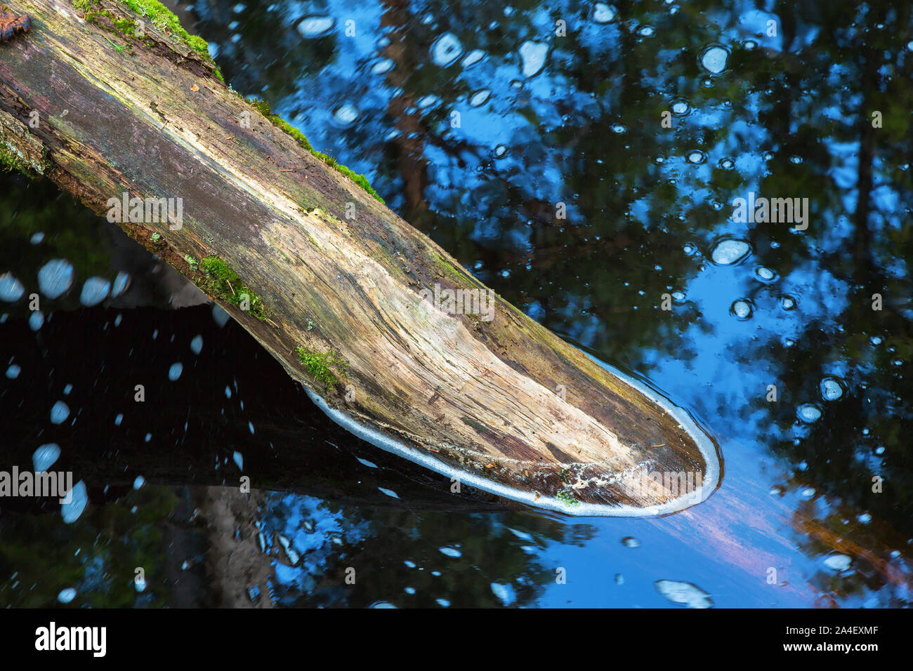 Tree lie lying lies hi-res stock photography and images - Alamy