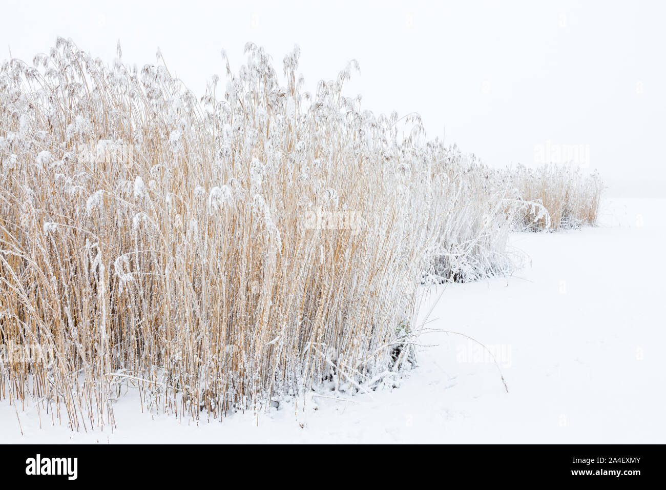 Clump Of Reeds High Resolution Stock Photography and Images - Alamy