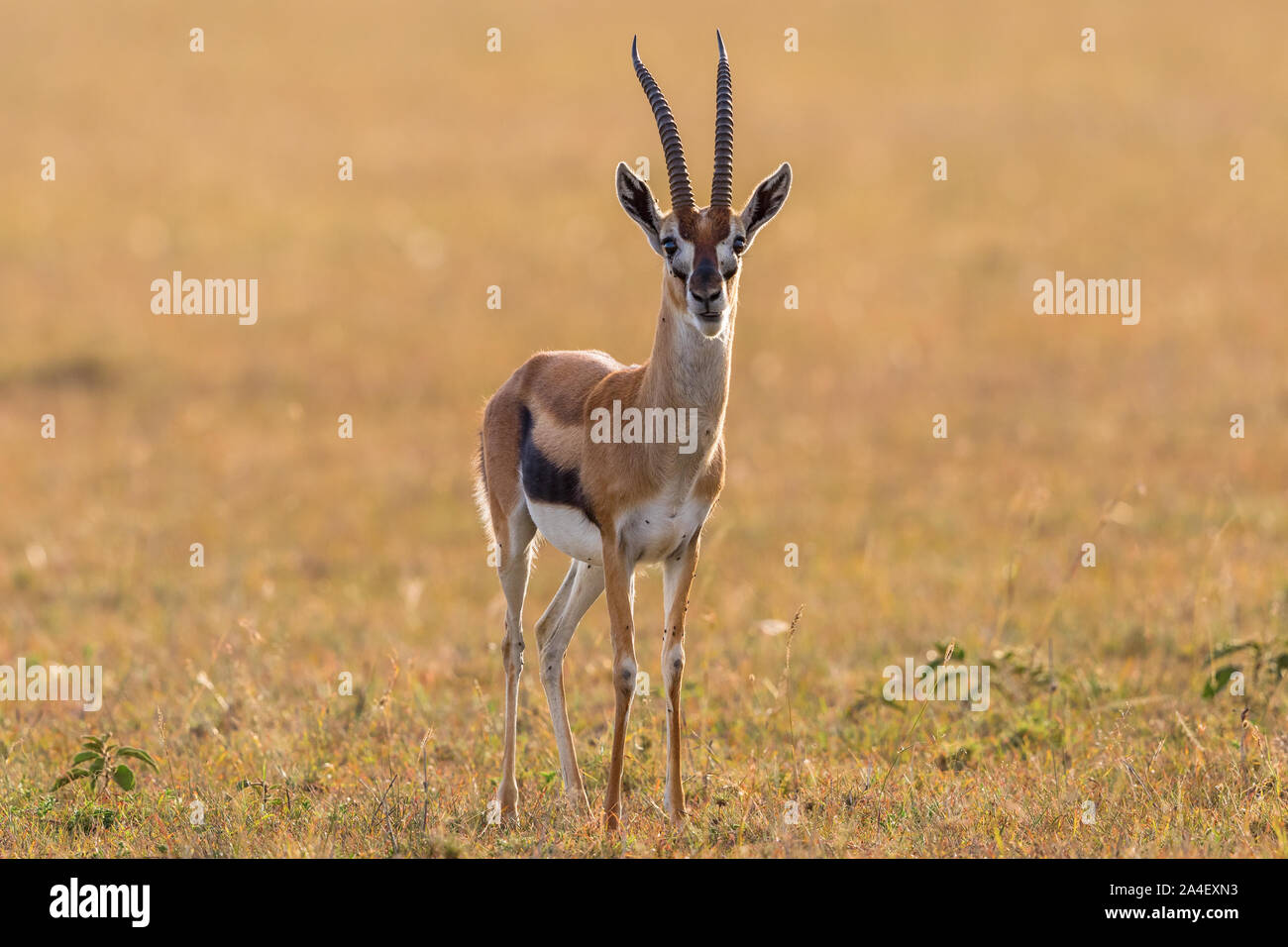 Thomsons gazelle on the african savanna hi-res stock photography and ...