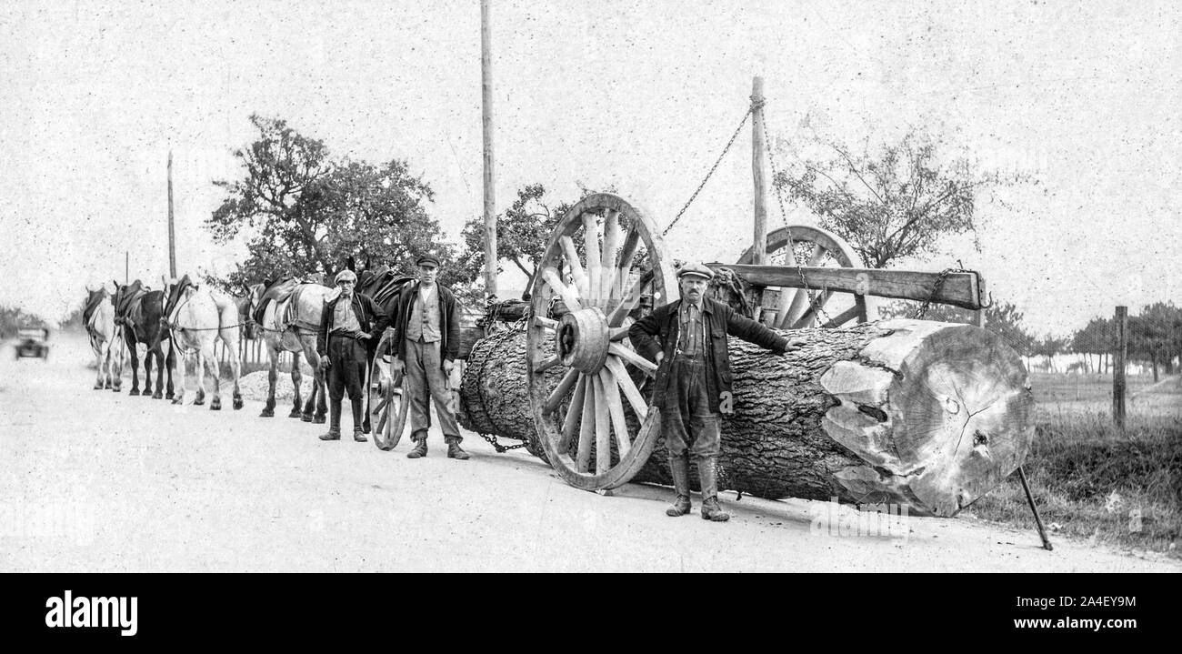 Tree log figure hi-res stock photography and images - Alamy