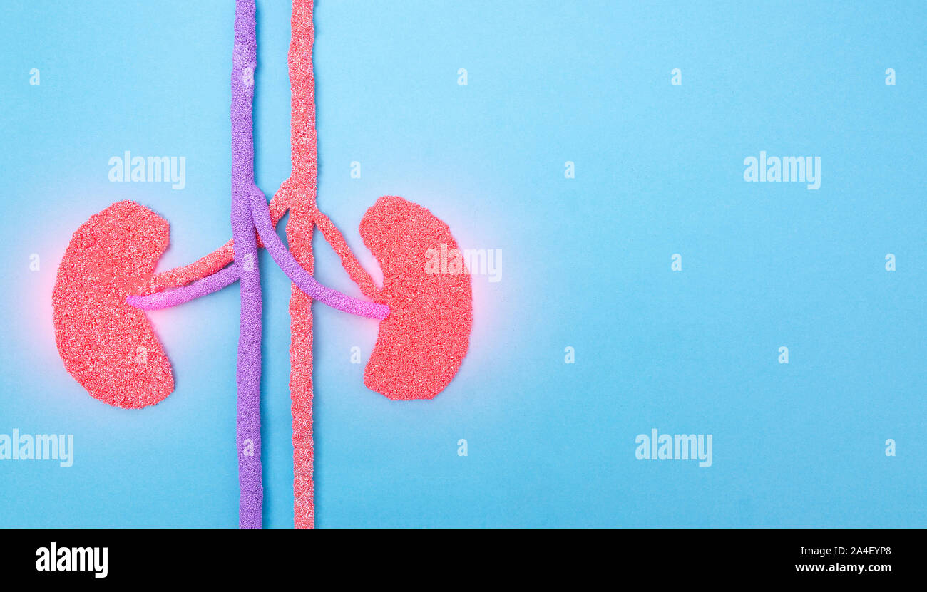 Human kidneys on a blue background. Human kidney disease concept ...