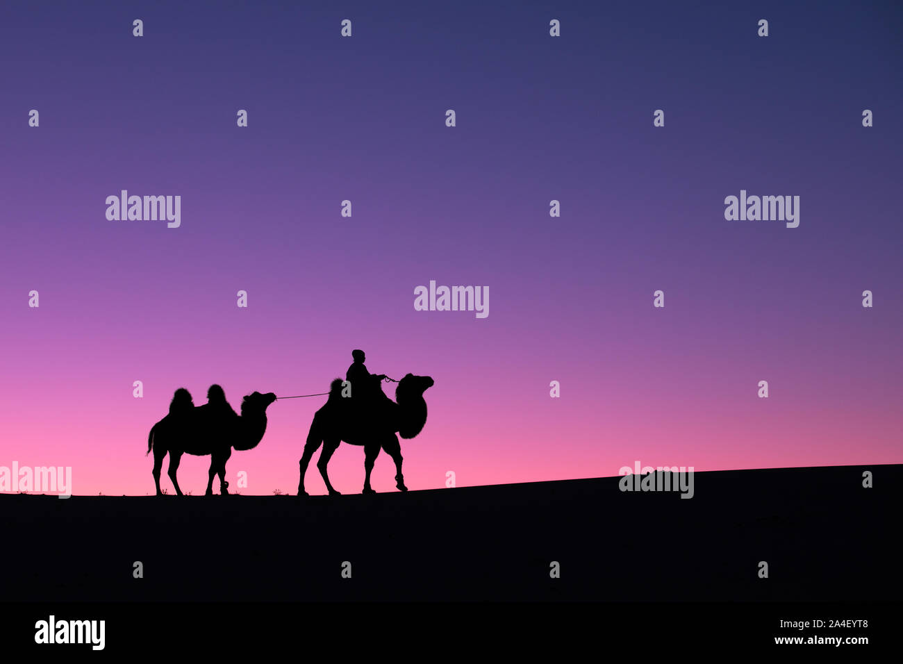 Mongolian nomadic woman with her bactrian camels in desert dunes at ...