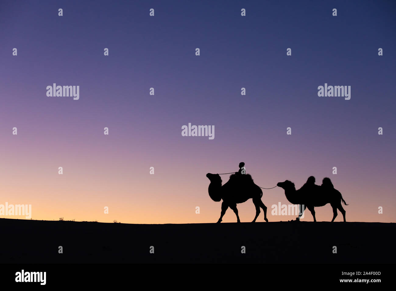 Mongolian nomadic woman with her bactrian camels in desert dunes at ...