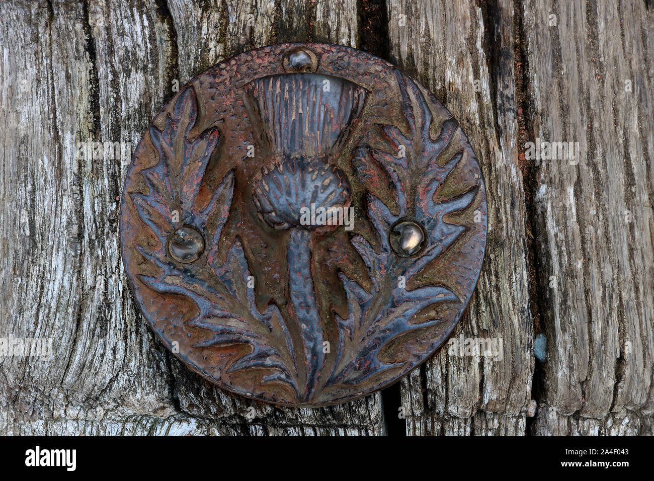 Scottish thistle emblem hi-res stock photography and images - Alamy