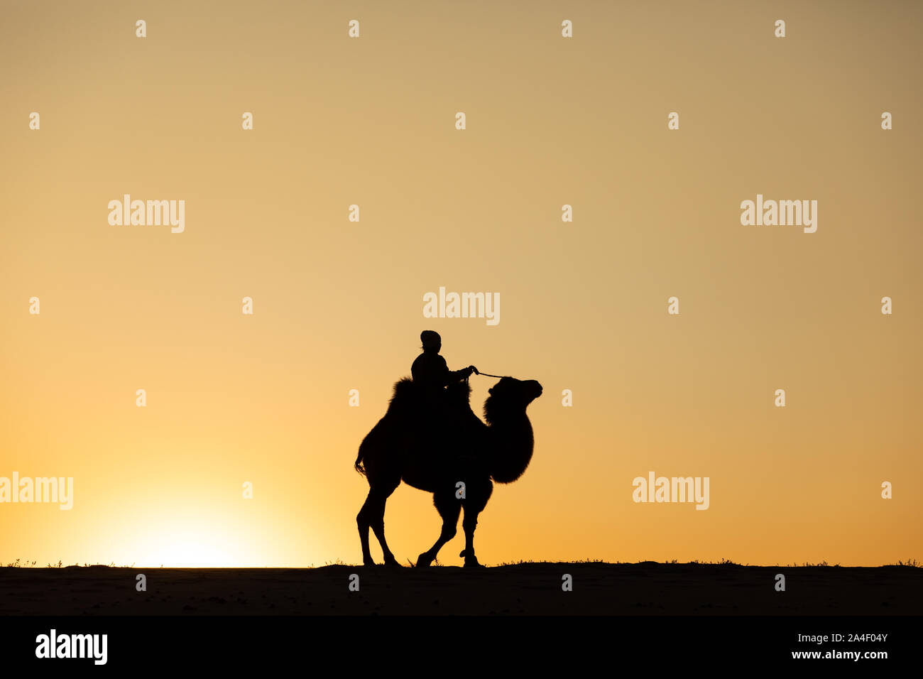 Mongolian nomadic woman with her bactrian camel in desert dunes at ...