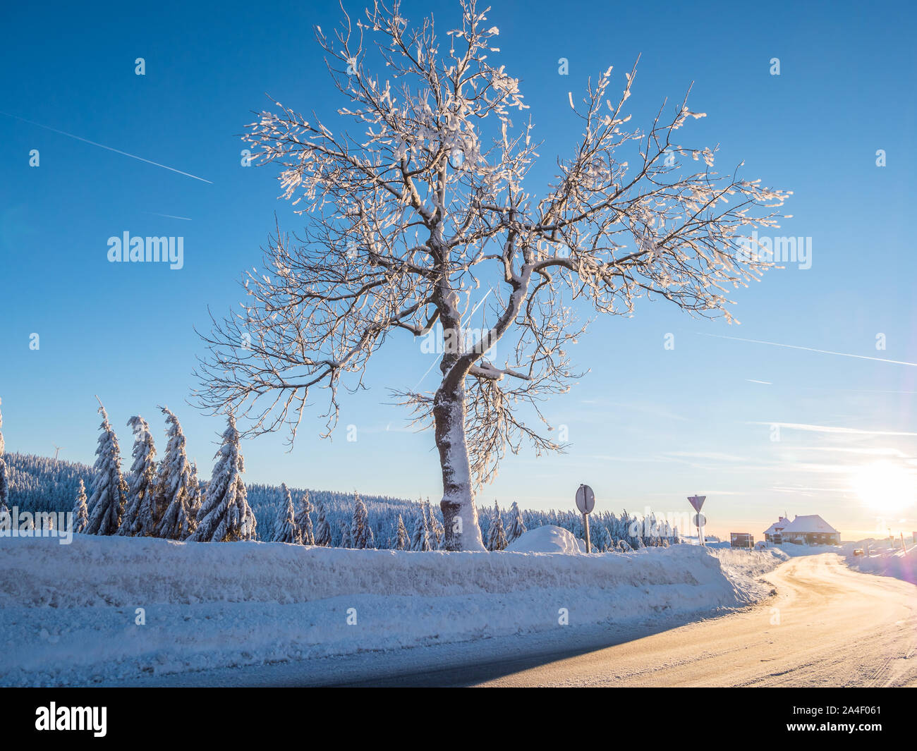 Tree in the frosty cold Stock Photo - Alamy