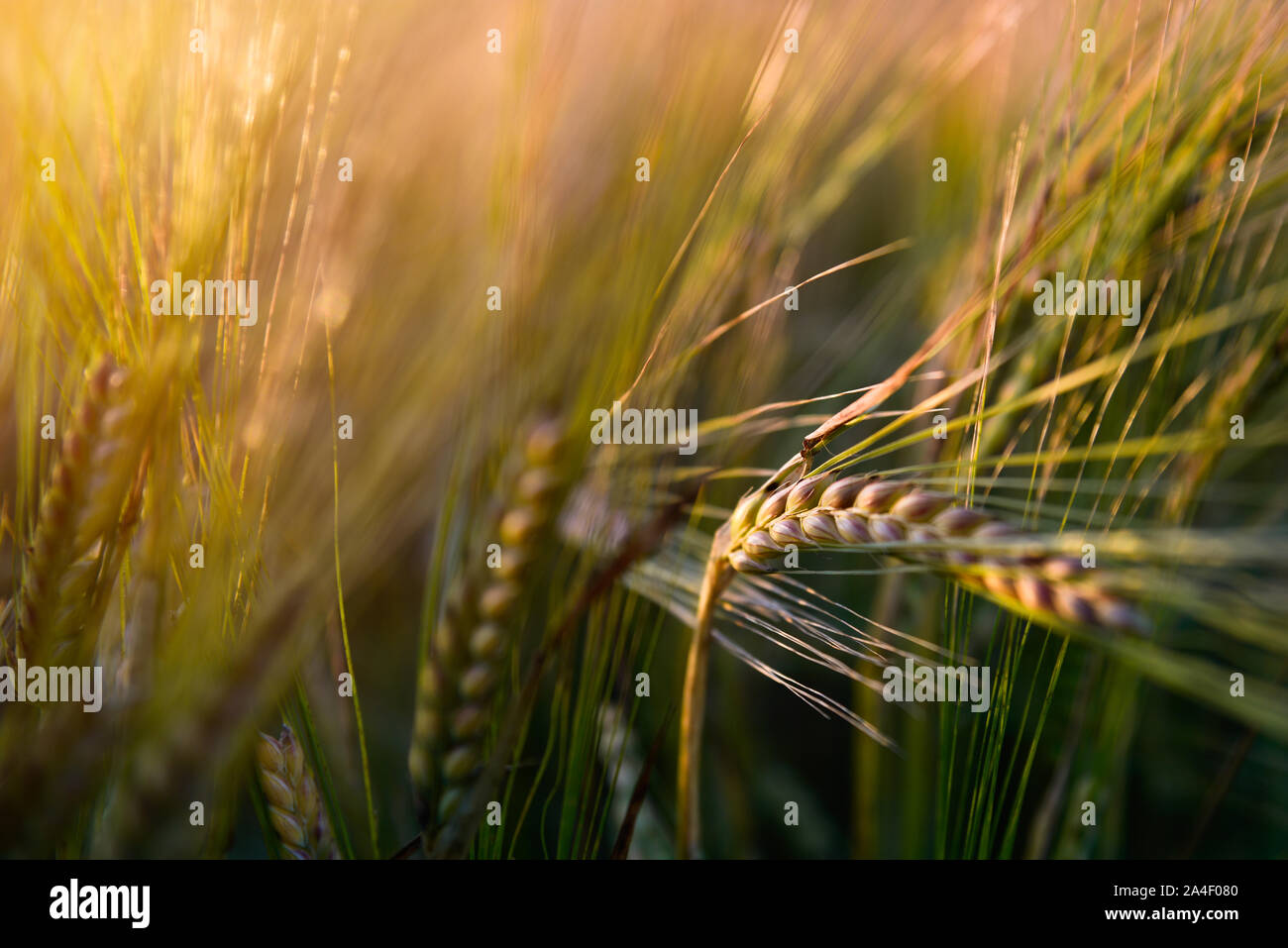 Golden grain field on sunset Stock Photo - Alamy