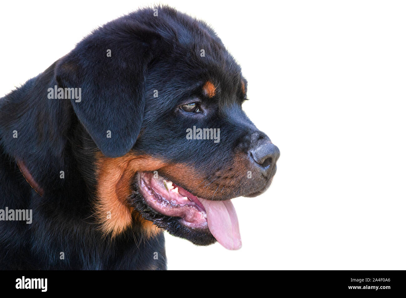 Rottweiler puppy, 4 months old, sitting against white background. space ...