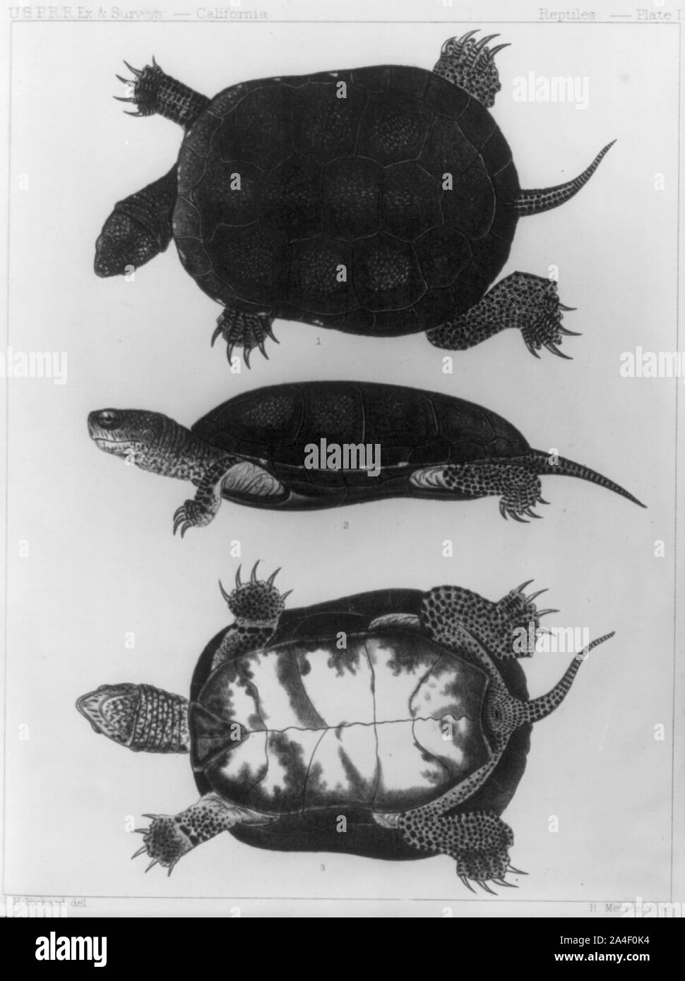 Three figures of a turtle - bottom view, side view and upper view Stock ...