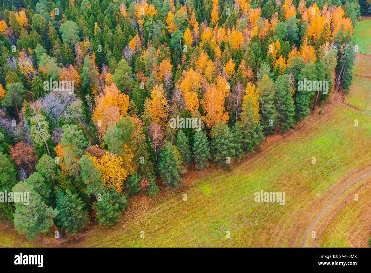 Aerial view over forest edge at the field in autumn Stock Photo - Alamy