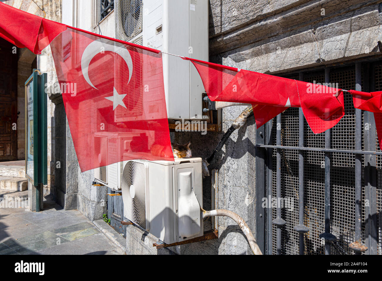 Istanbul cat hi-res stock photography and images - Alamy