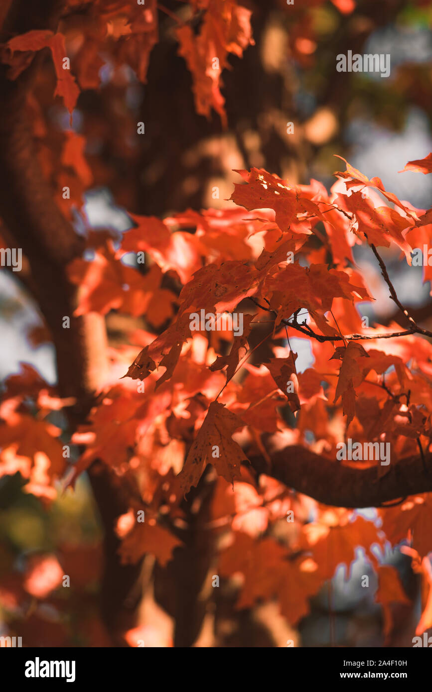 Cleveland metroparks autumn hi-res stock photography and images - Alamy