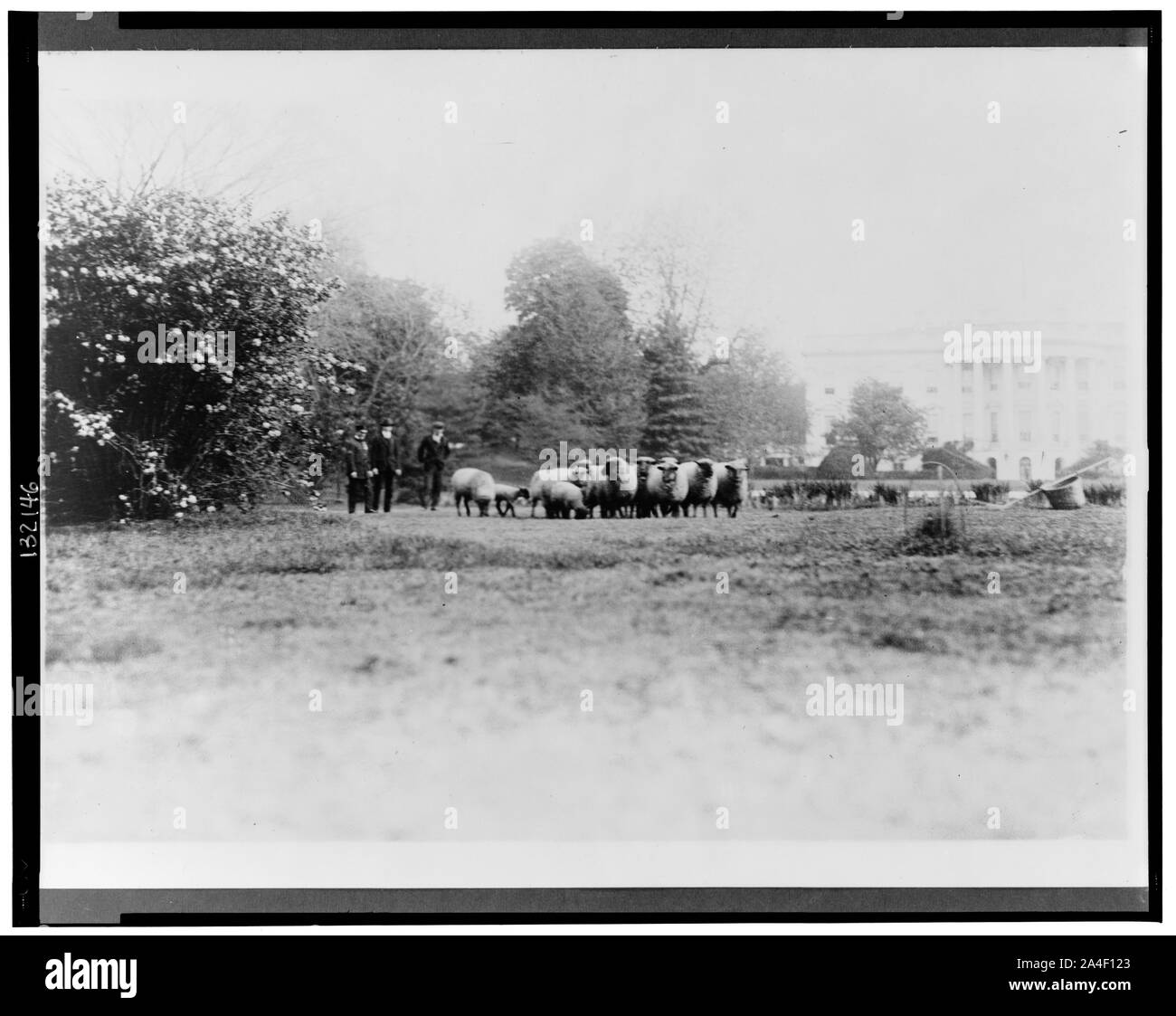 Three men with sheep three men with sheep hi-res stock photography and ...