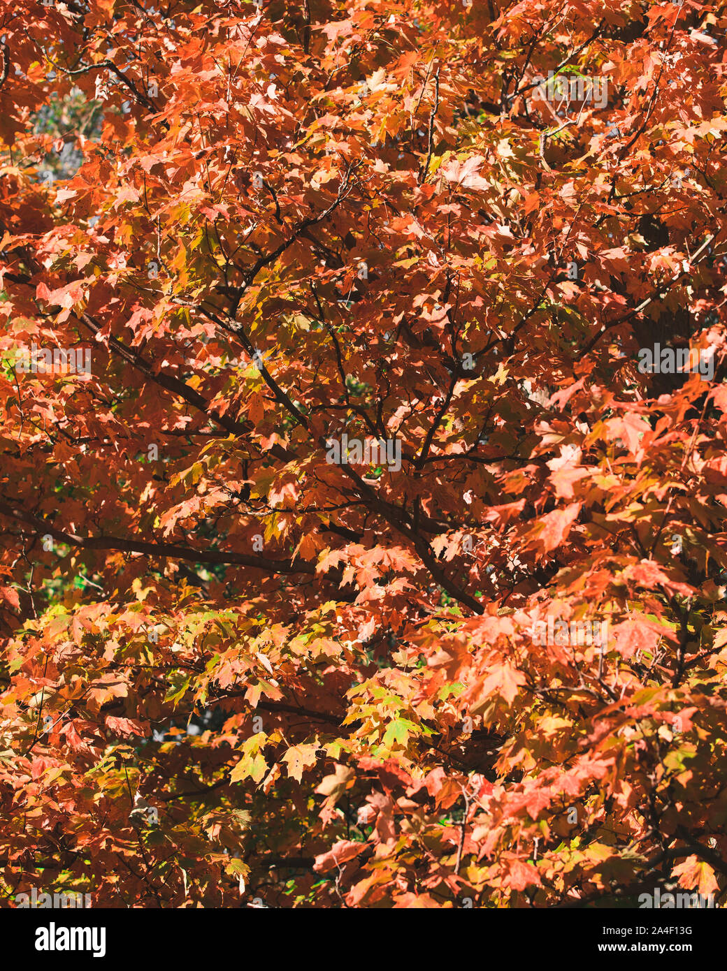 Cleveland metroparks autumn hi-res stock photography and images - Alamy