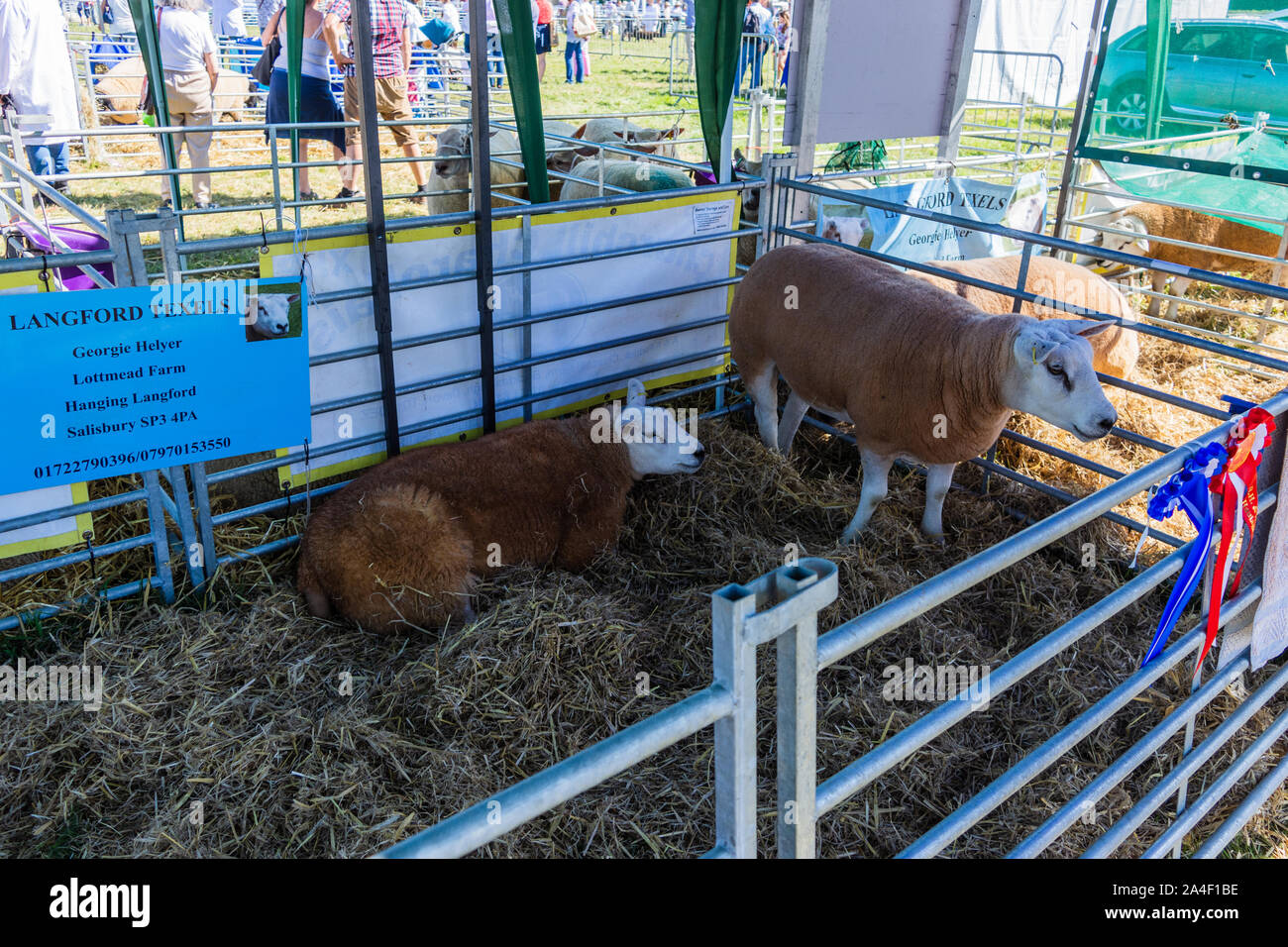 2 Texel sheep in a pen at the livestock showing area. Frome Cheese show ...