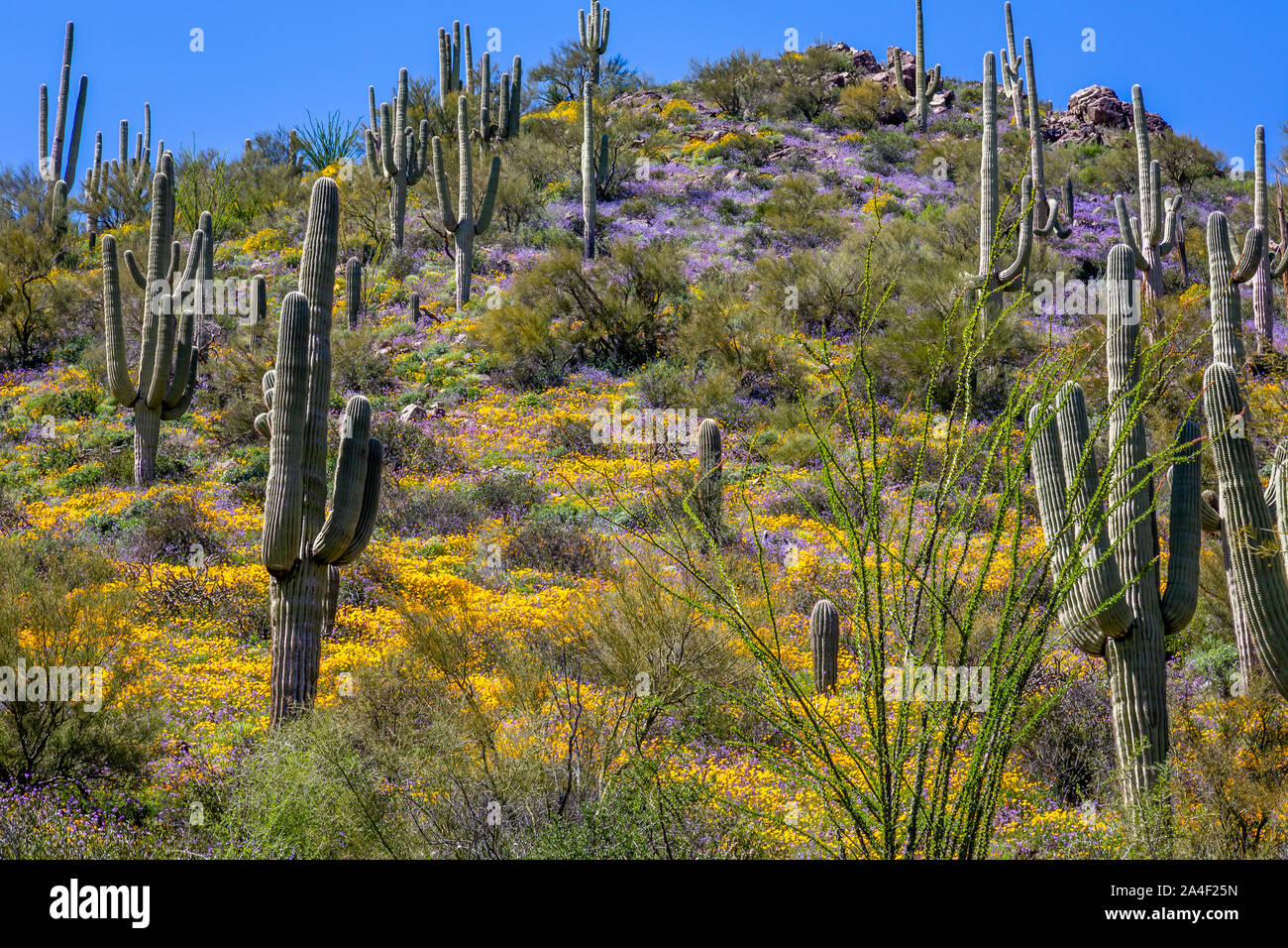 Arizona Desert Springtime