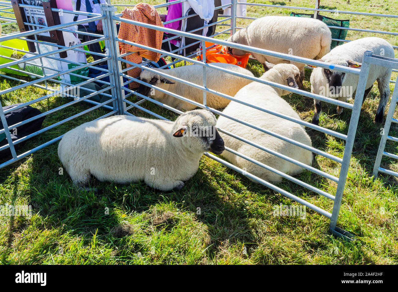 5 Dorset Down sheep penned in the livestock area of the Frome Cheese ...