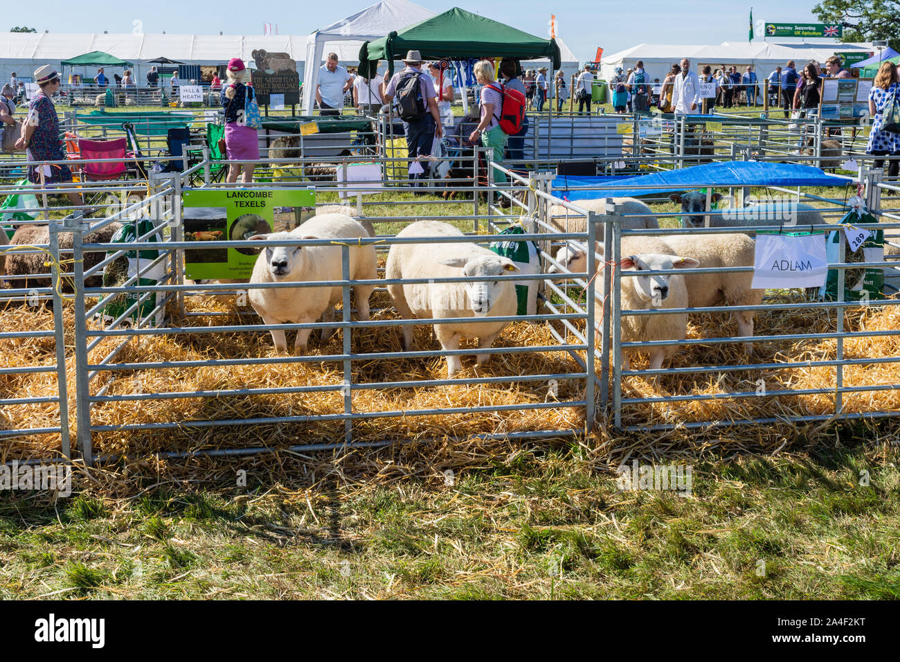Texel sheep penned in the livestock showing area looking out at the ...