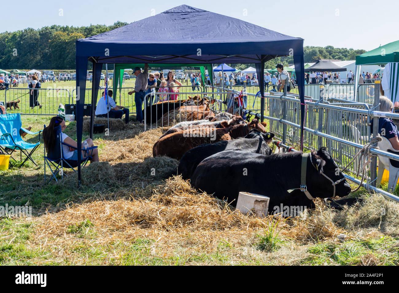 A line of cattle breeds tethered, resting after being shown, before ...