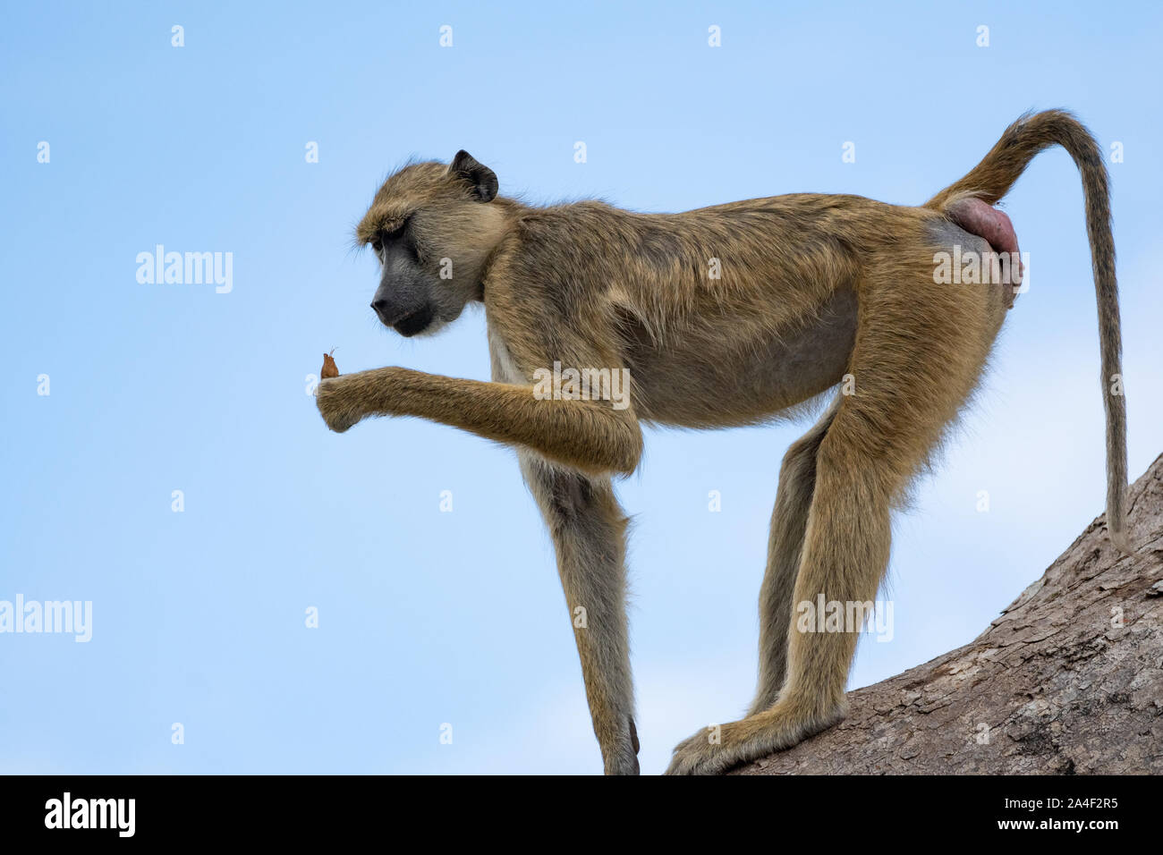Close encounter with monkeys hi-res stock photography and images - Alamy