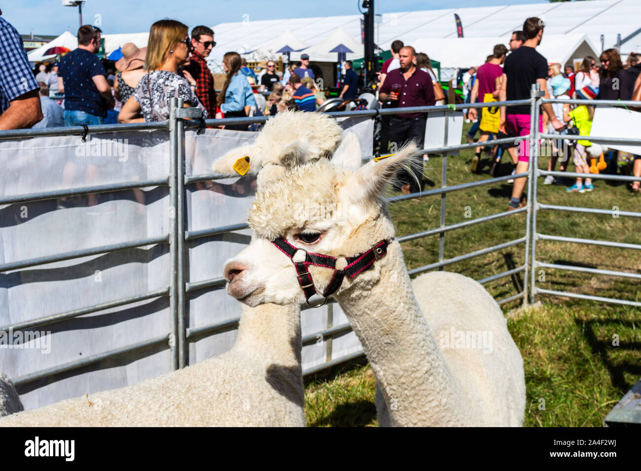 The heads of 2 alpacas on display in a pen at Frome Cheese Show ...
