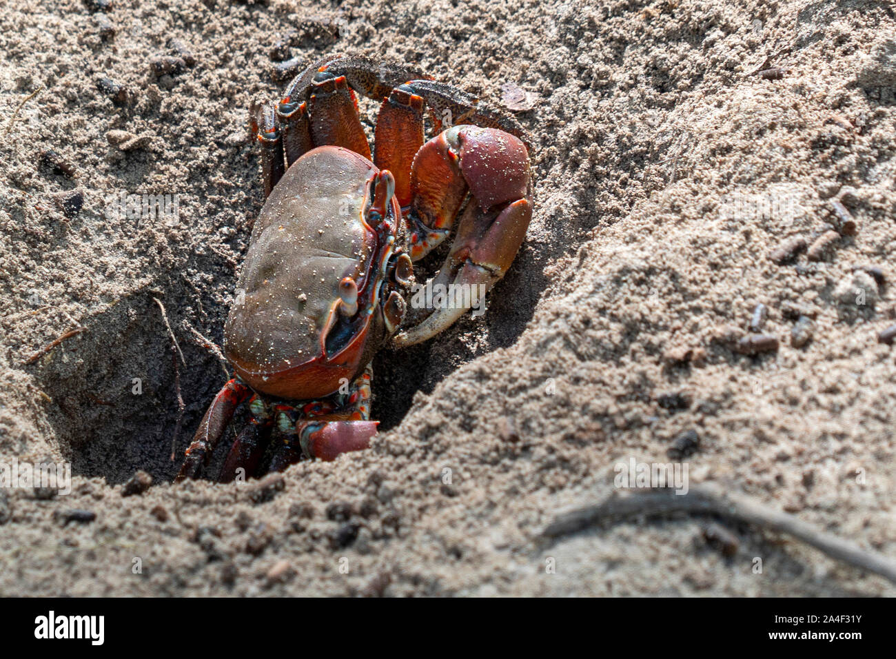 Big arm hi-res stock photography and images - Alamy