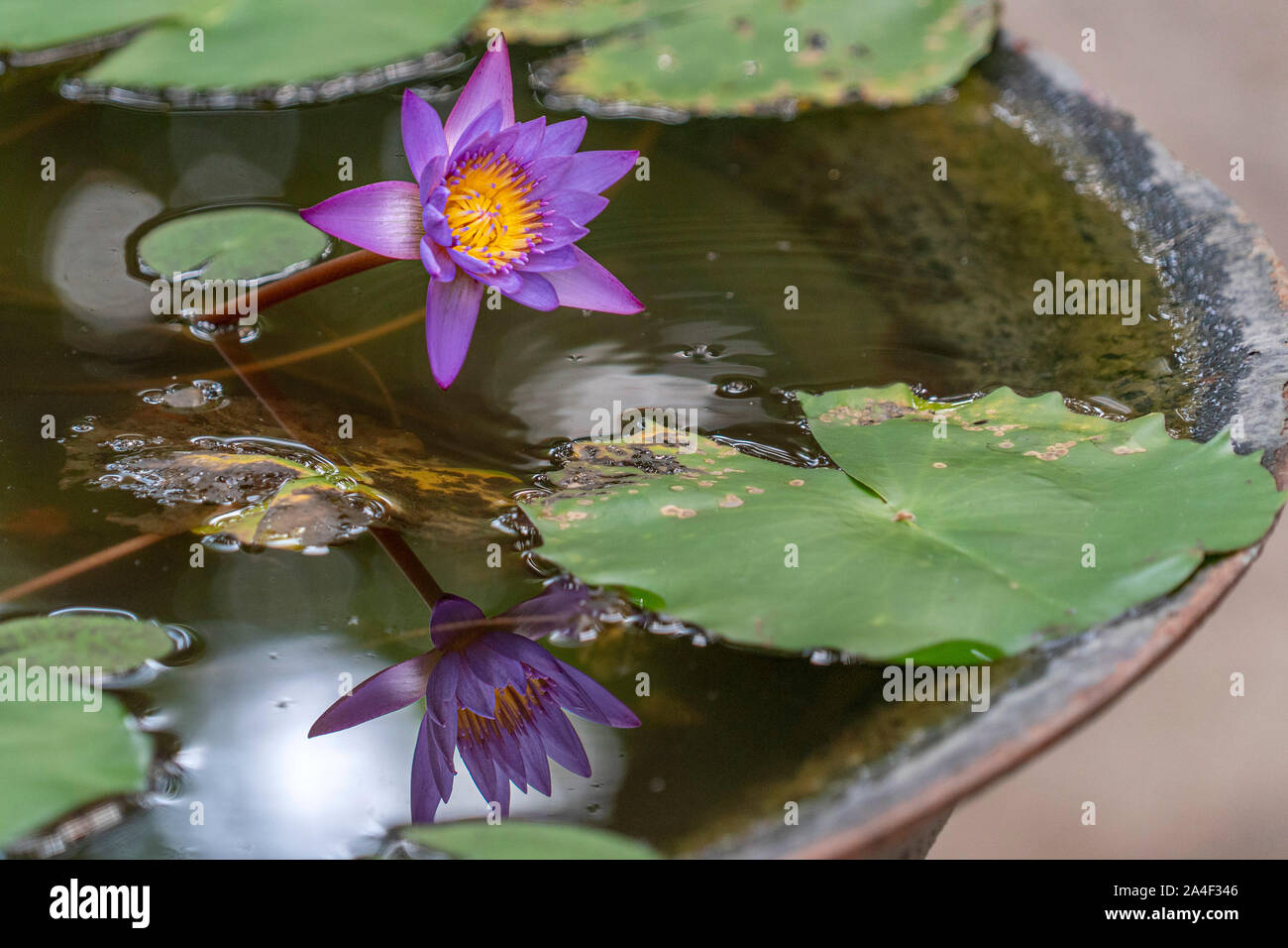 purple water lily flower reflection Stock Photo - Alamy