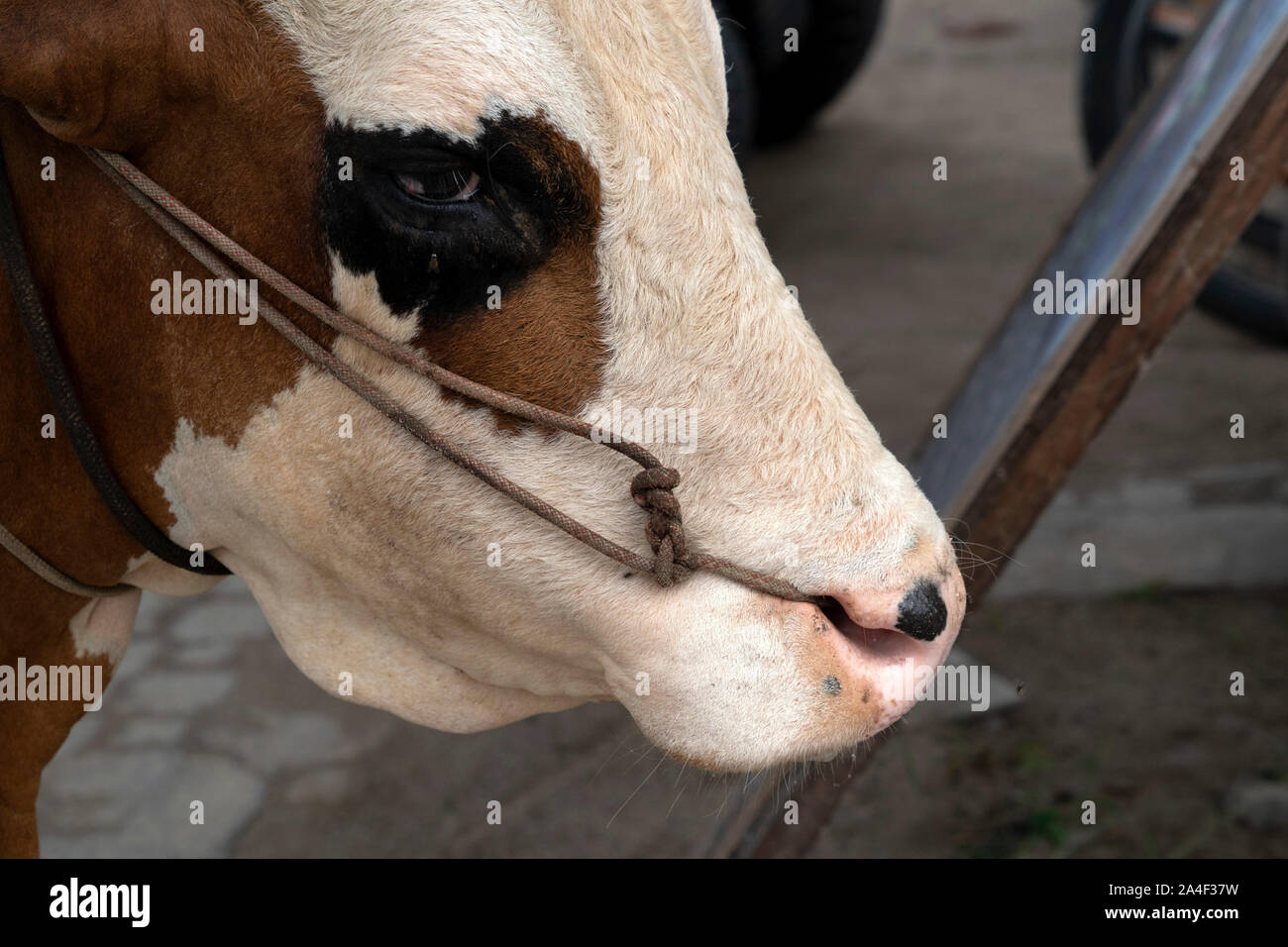 Cow nose rope hi-res stock photography and images - Alamy