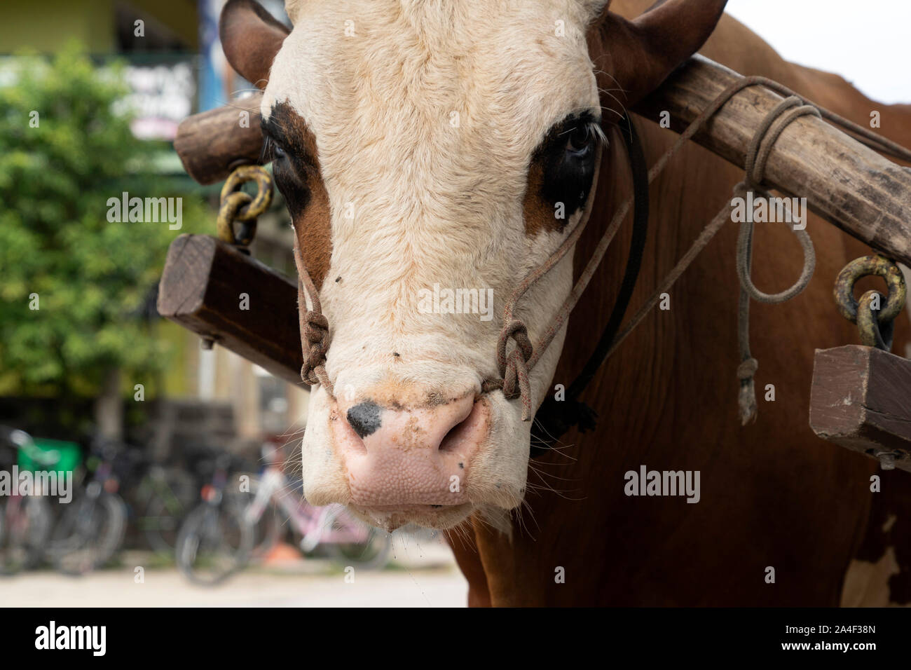 Cow with rope in the nose in seychelles la digue island Stock Photo - Alamy