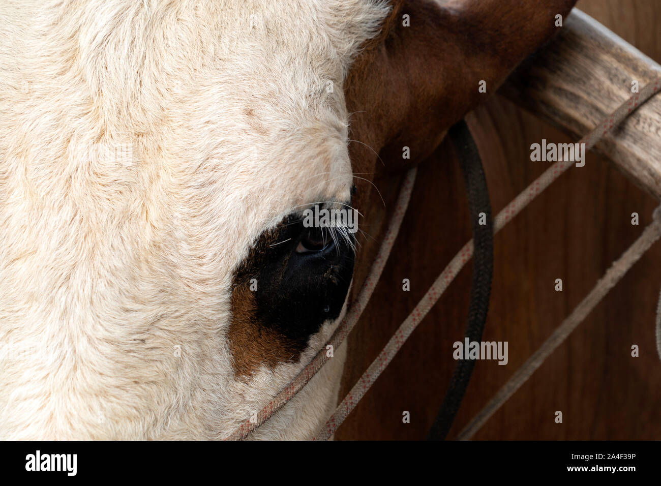 Cow with rope in the nose in seychelles la digue island Stock Photo - Alamy