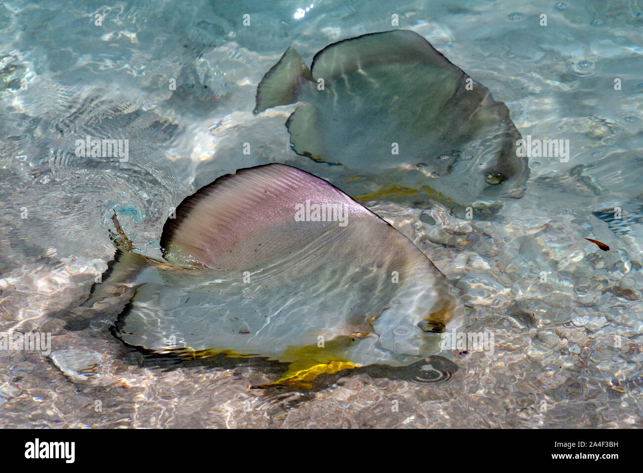 Juvenile fish sea surface hi-res stock photography and images - Alamy
