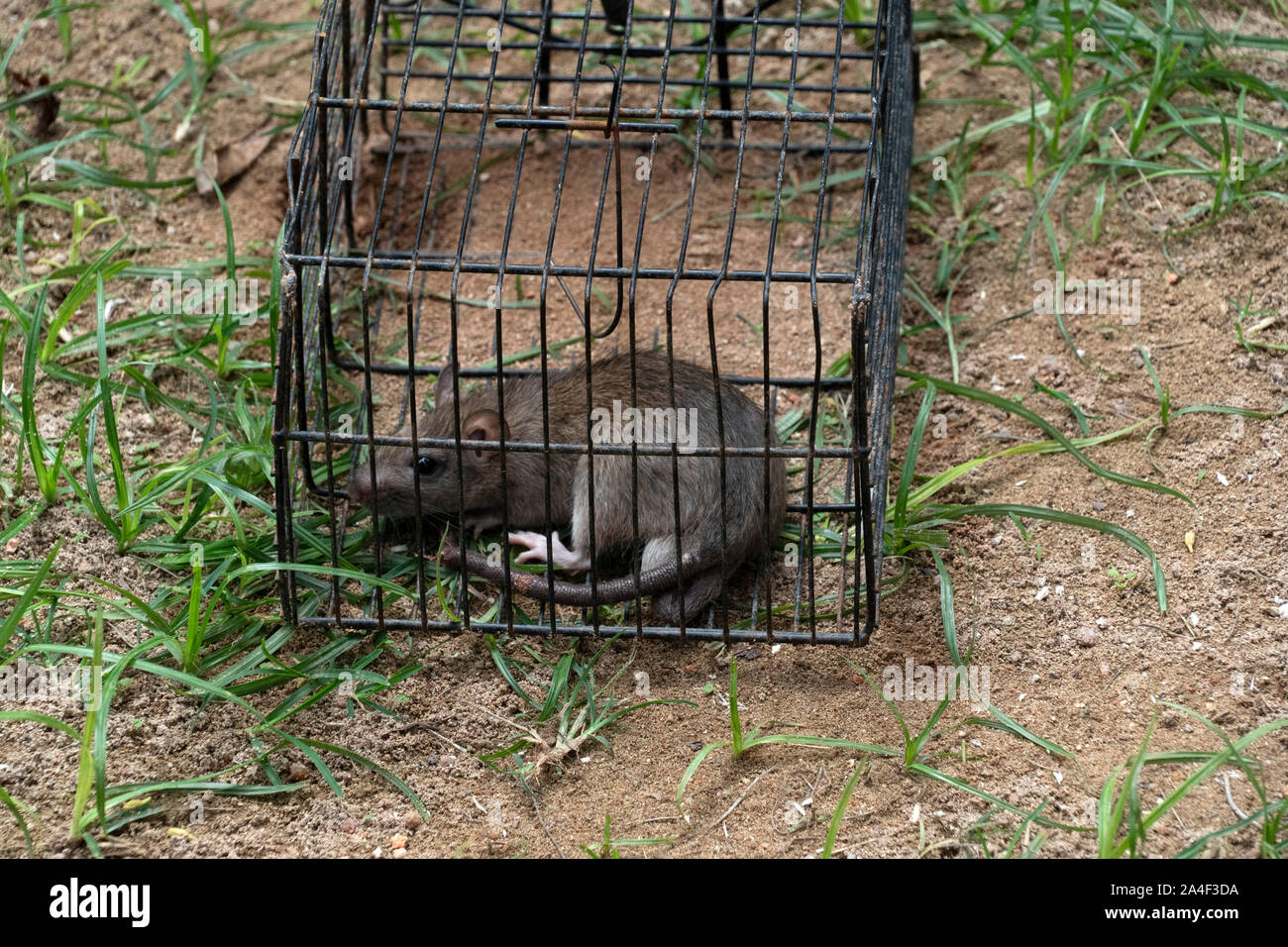 Mouse in a trap cage captured Stock Photo - Alamy