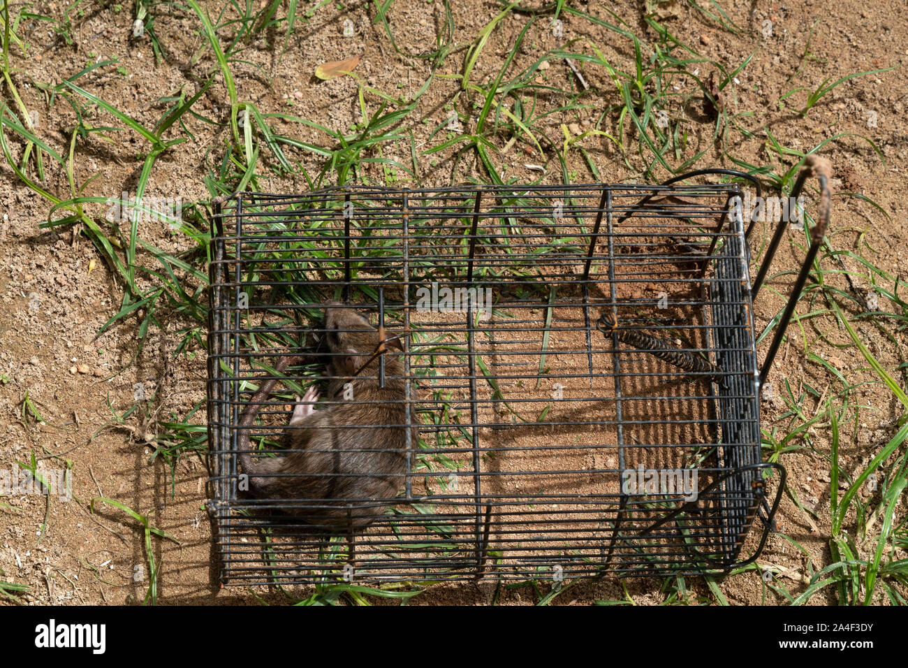 White mice in a cage hi-res stock photography and images - Alamy