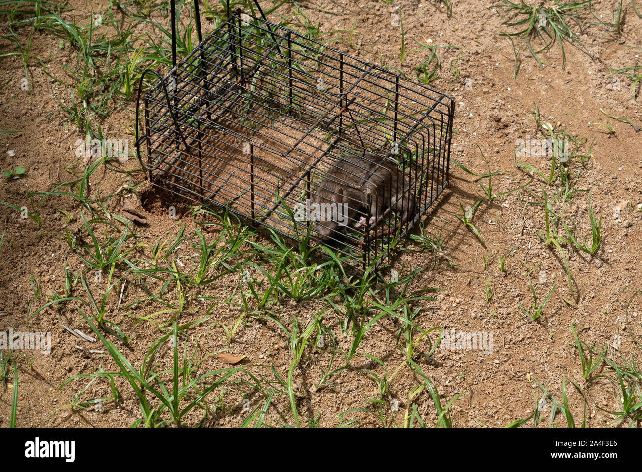 Mouse in a trap cage captured Stock Photo - Alamy
