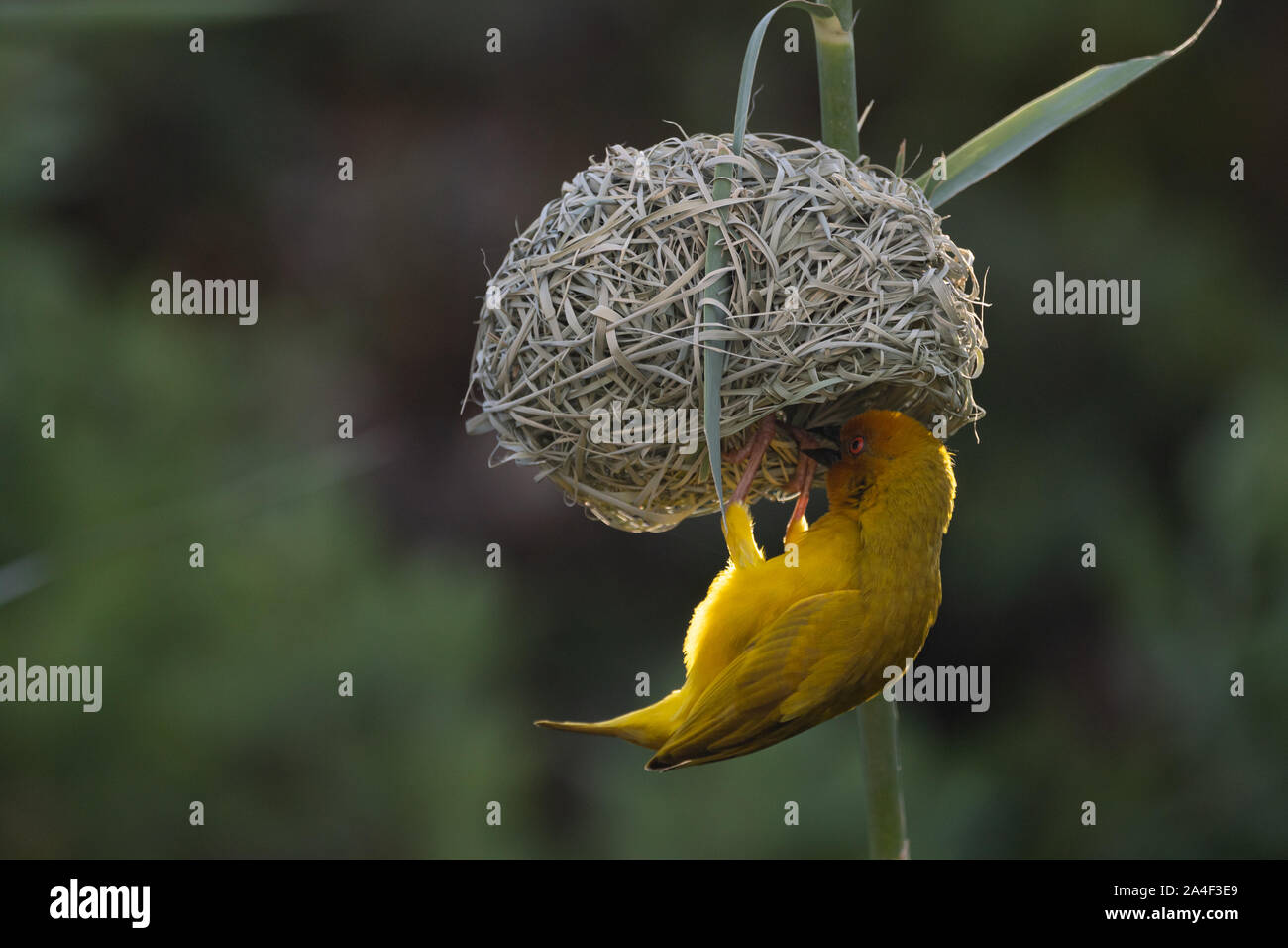 Weaver Bird Building Nest High Resolution Stock Photography and Images ...