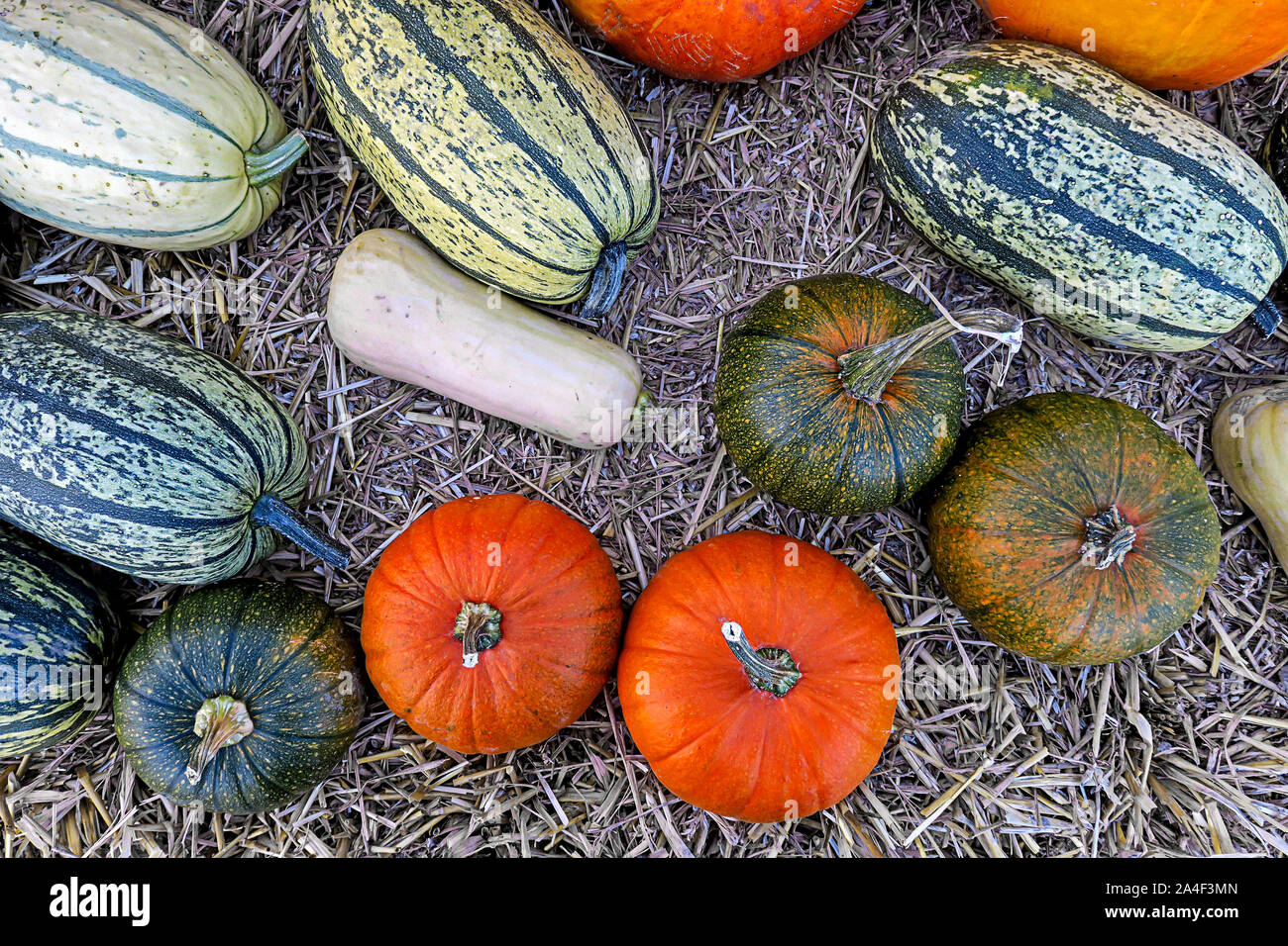 Calabash pumpkins hi-res stock photography and images - Alamy