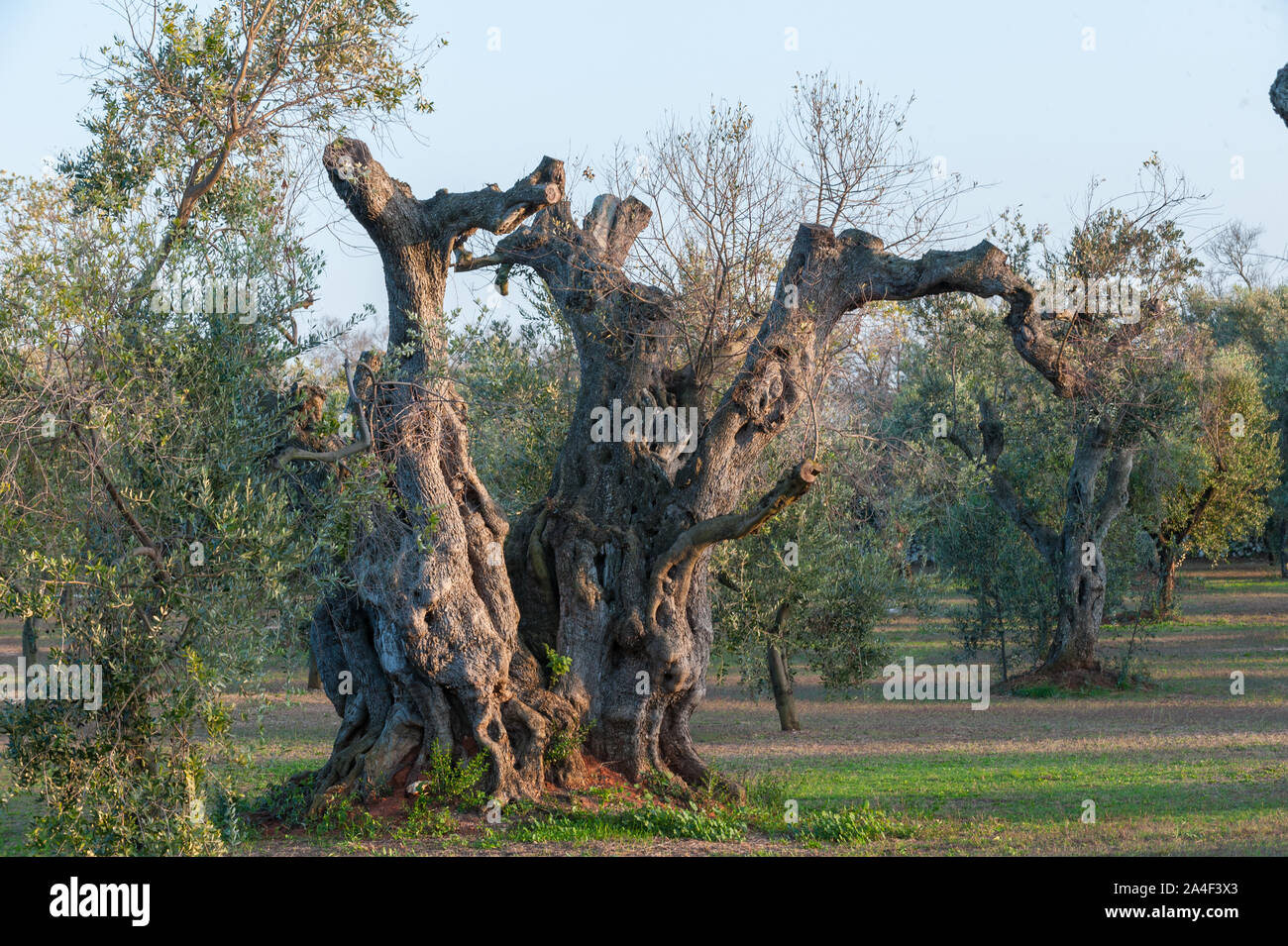 Xylella fastidiosa disease hi-res stock photography and images - Alamy