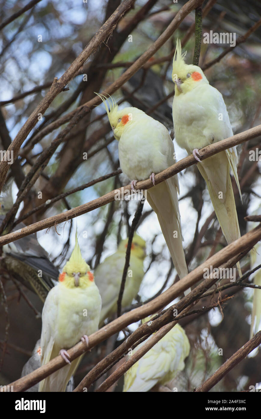 Amaru bird hi-res stock photography and images - Alamy