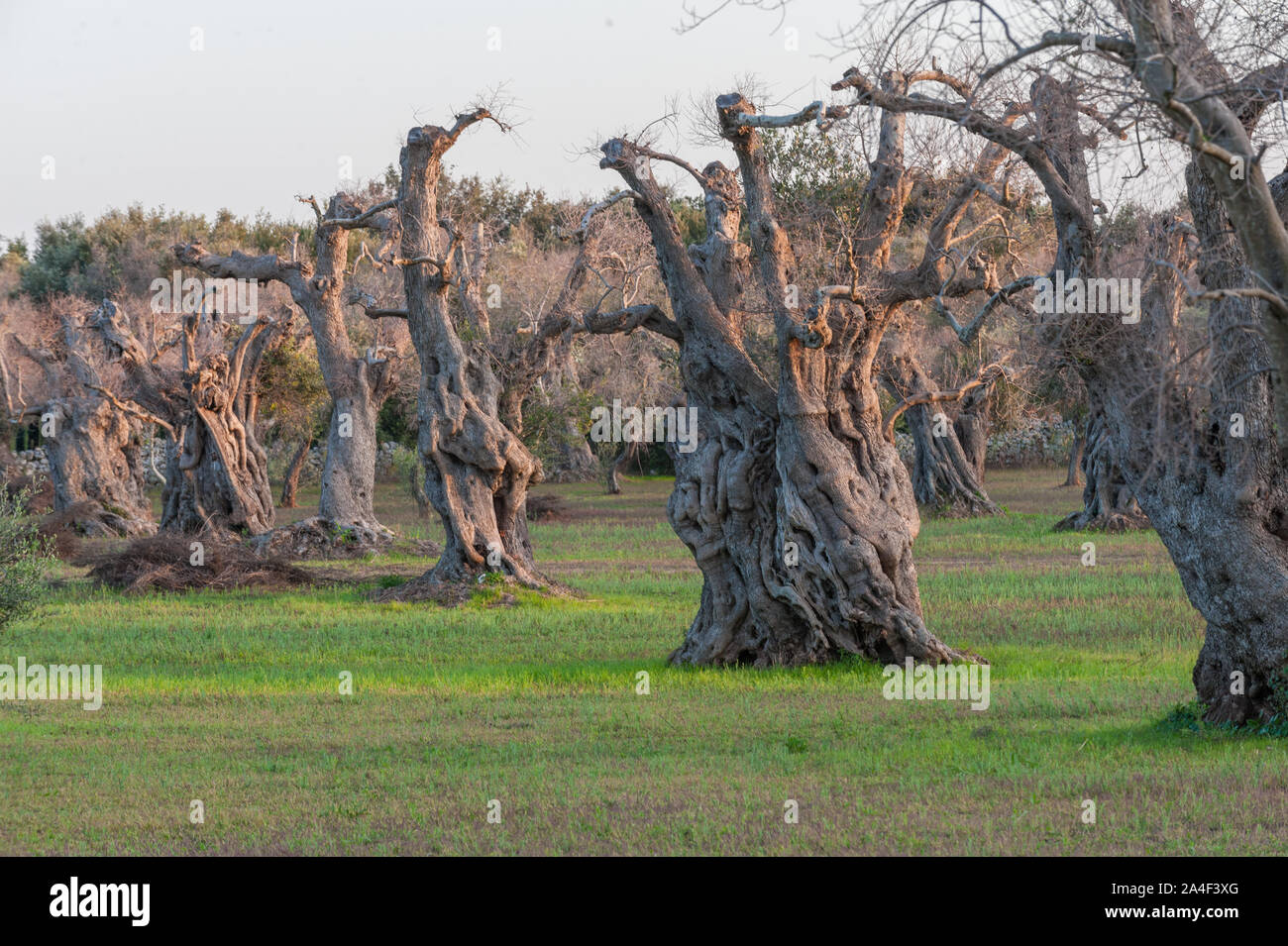 Centuries old olive tree affected by Xylella fastidiosa disease ...