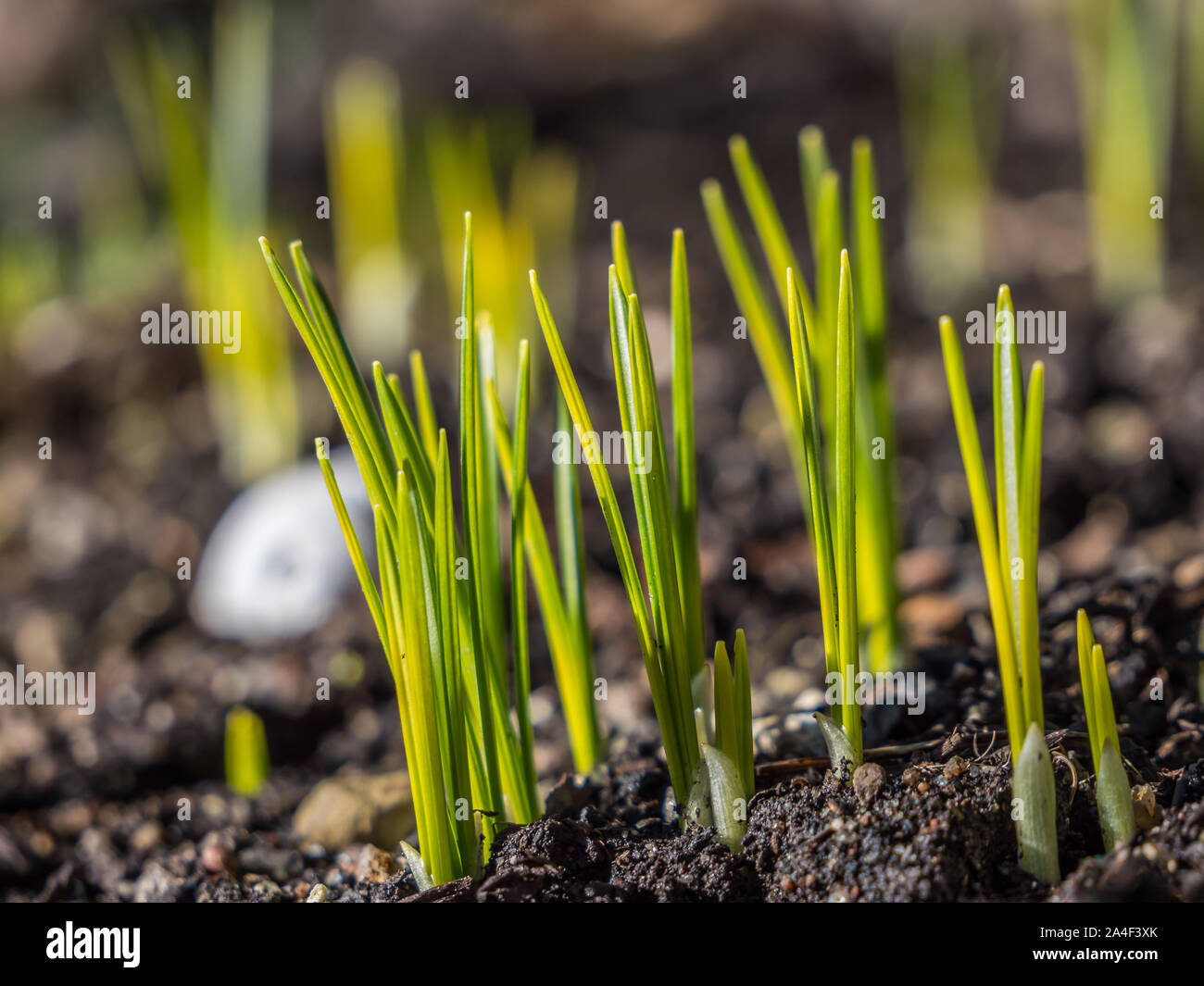 Live sprouts hi-res stock photography and images - Alamy
